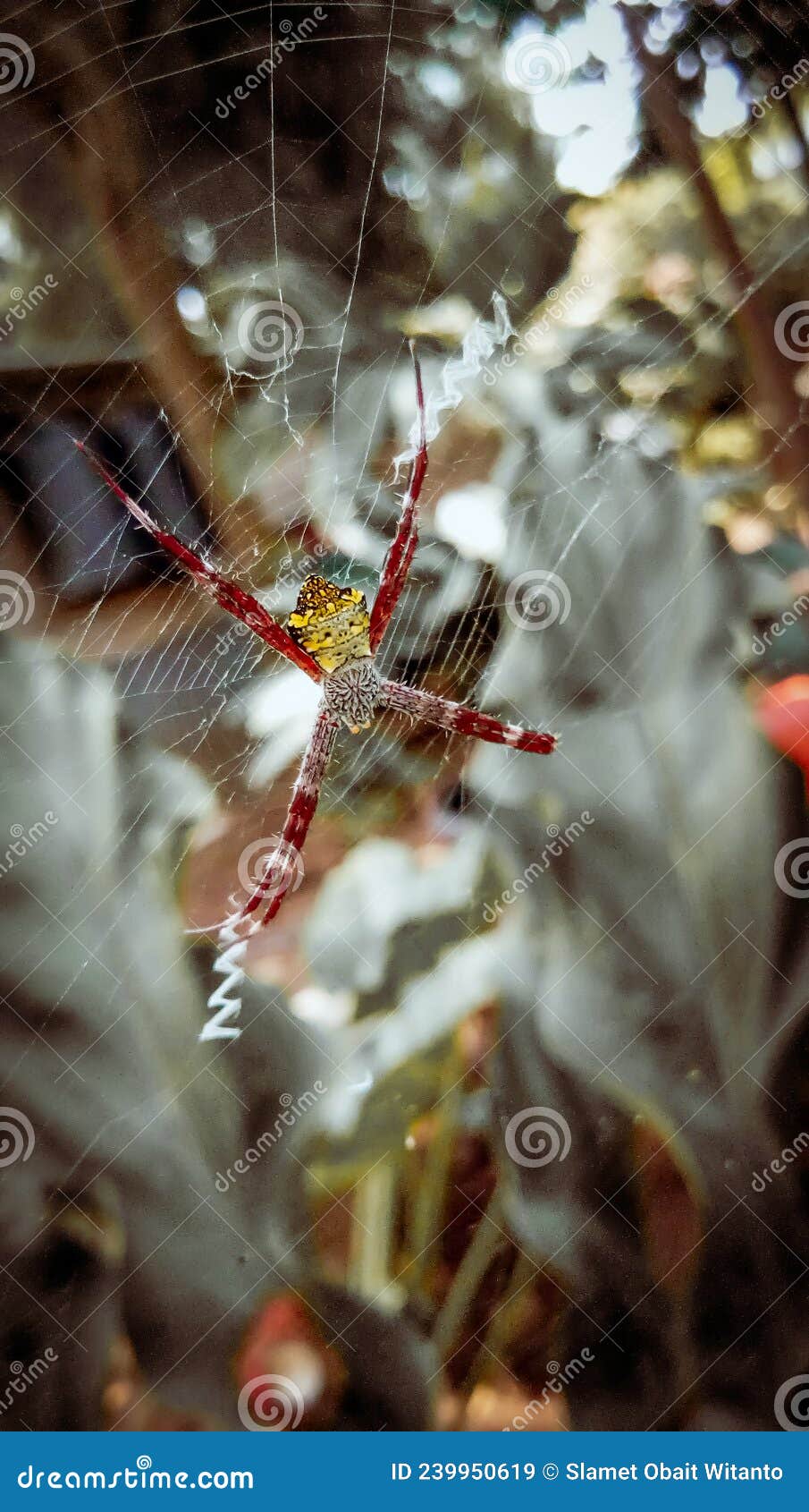 Spider built stock image. Image of built, macro, spider - 239950619