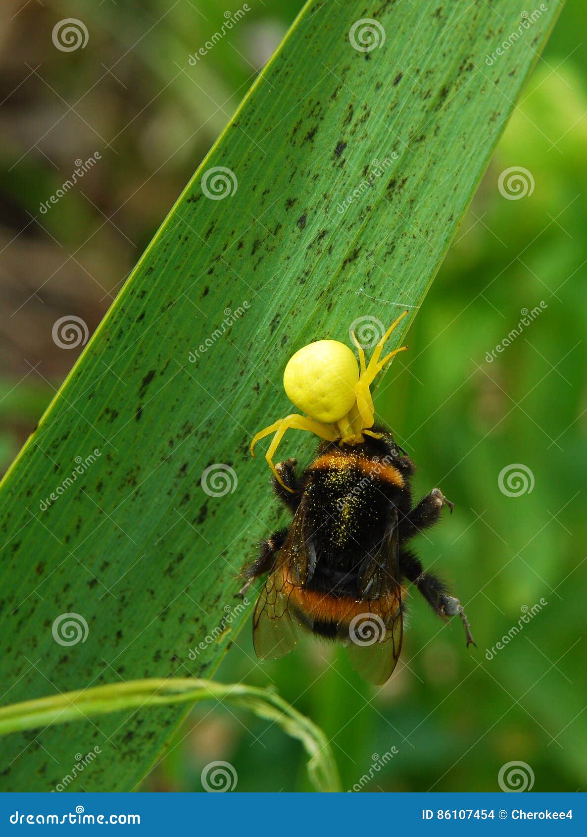 Spider And Bumblebee. Yellow Spider Bites Its Prey Stock Photography ...