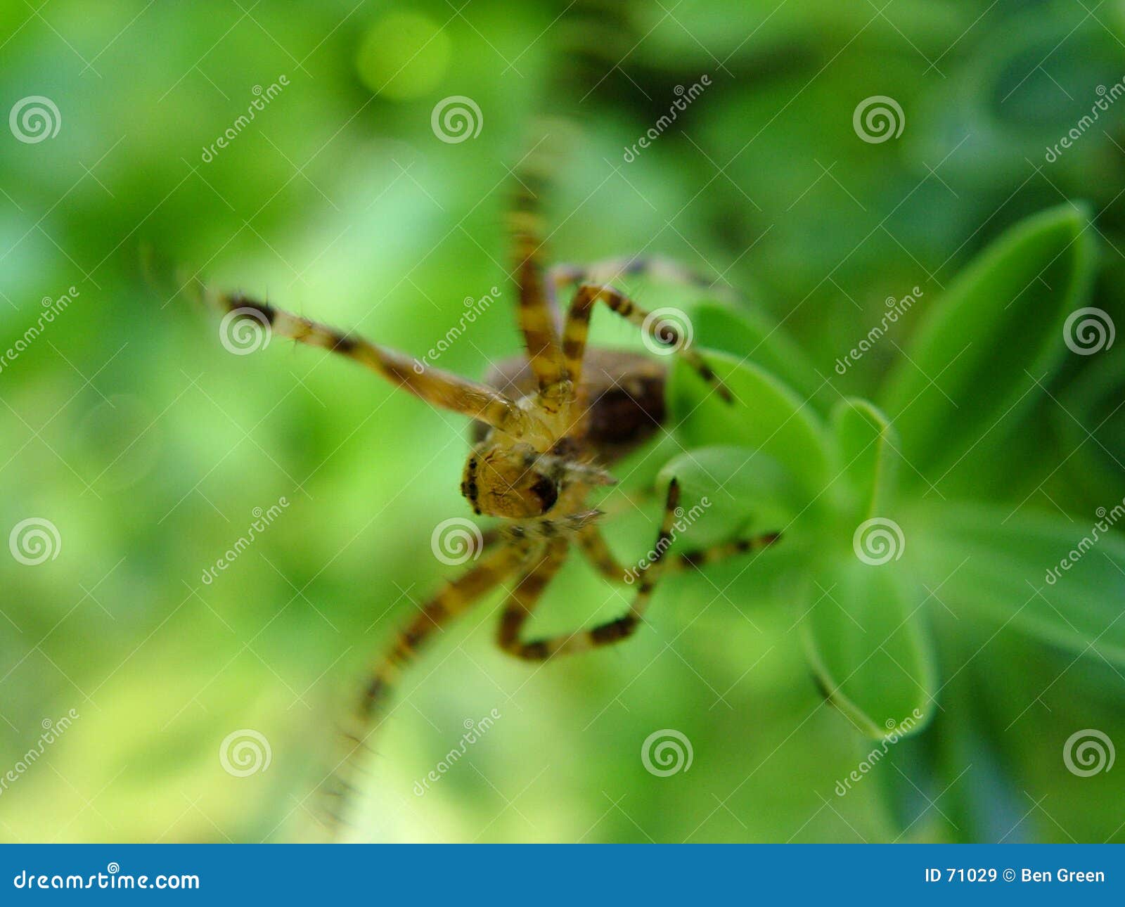 Spider on bush stock image. Image of small, close, nature - 71029