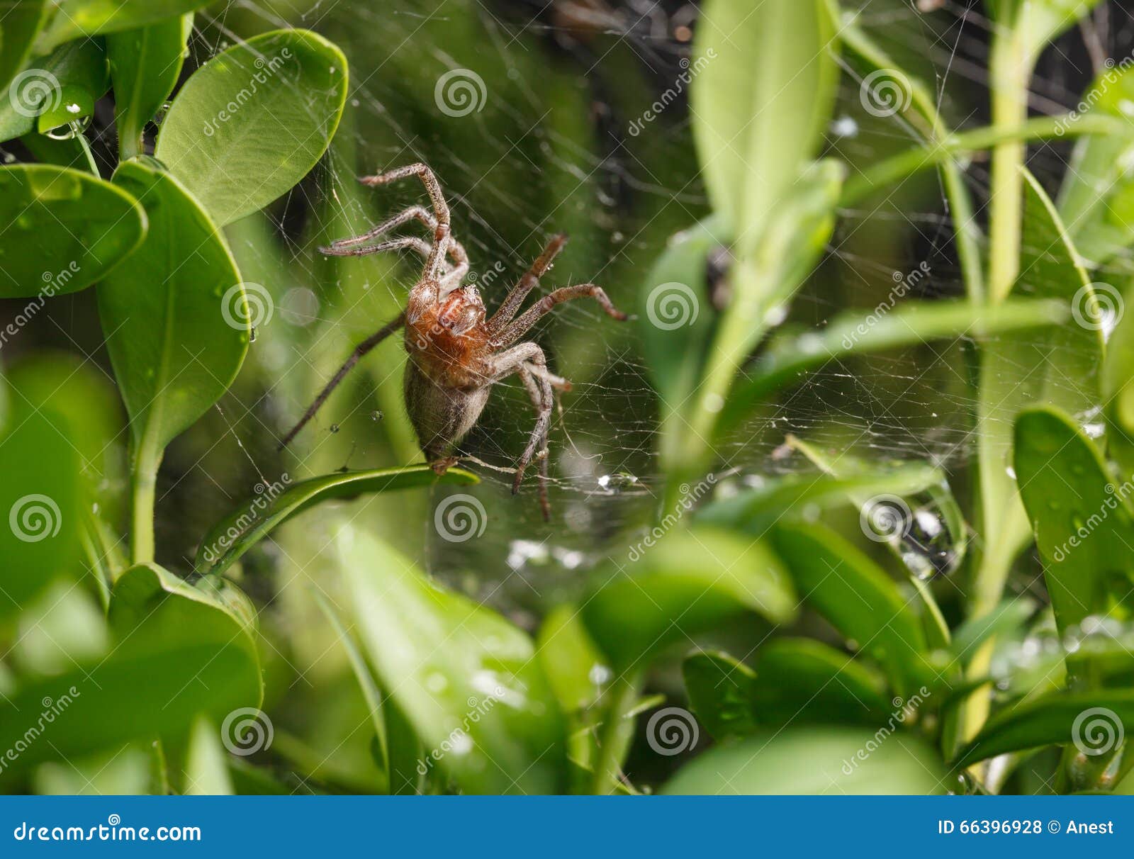 Spider in bush stock photo. Image of animal, predator - 66396928