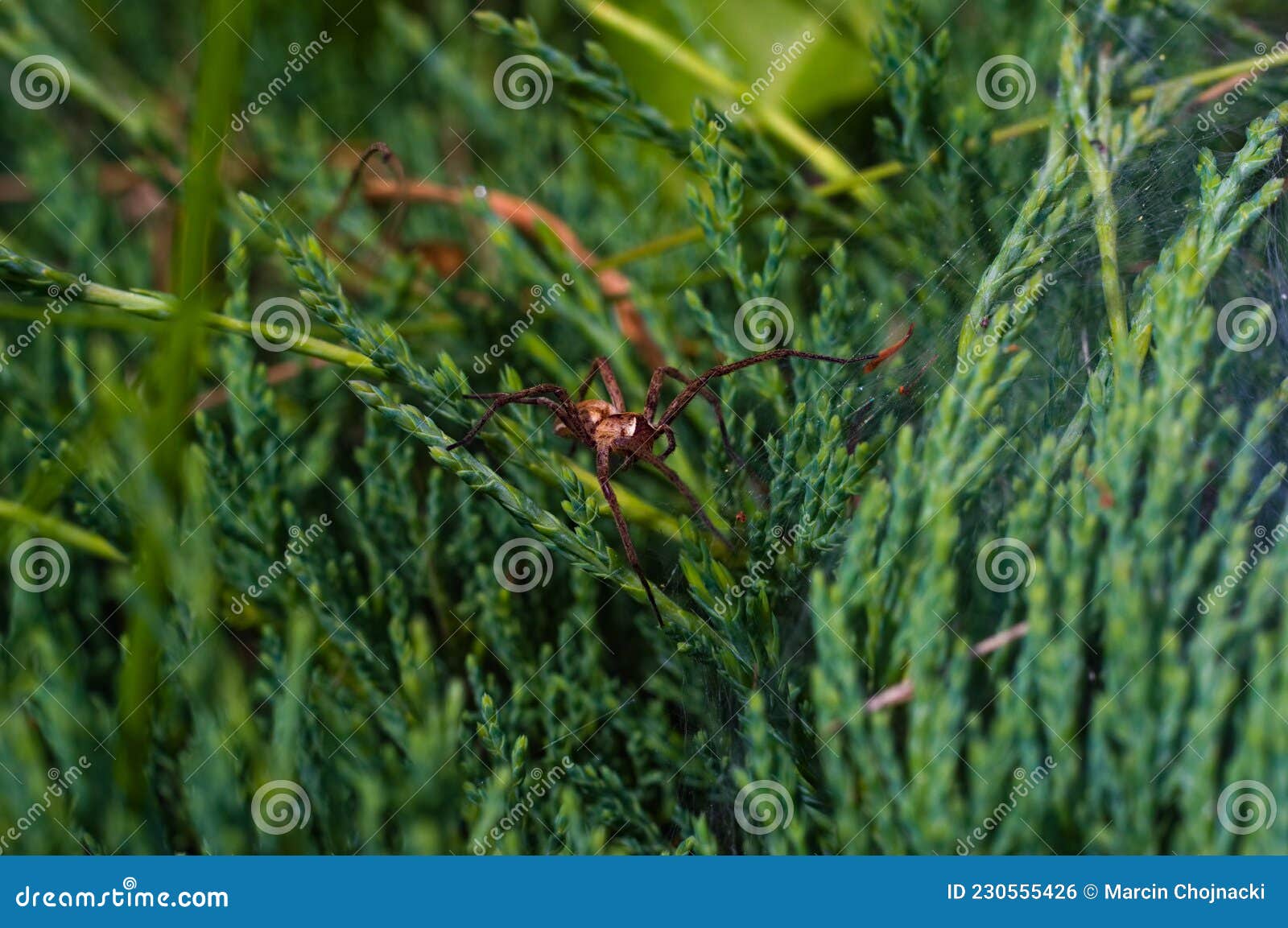 Spider on a bush stock photo. Image of flower, grass - 230555426