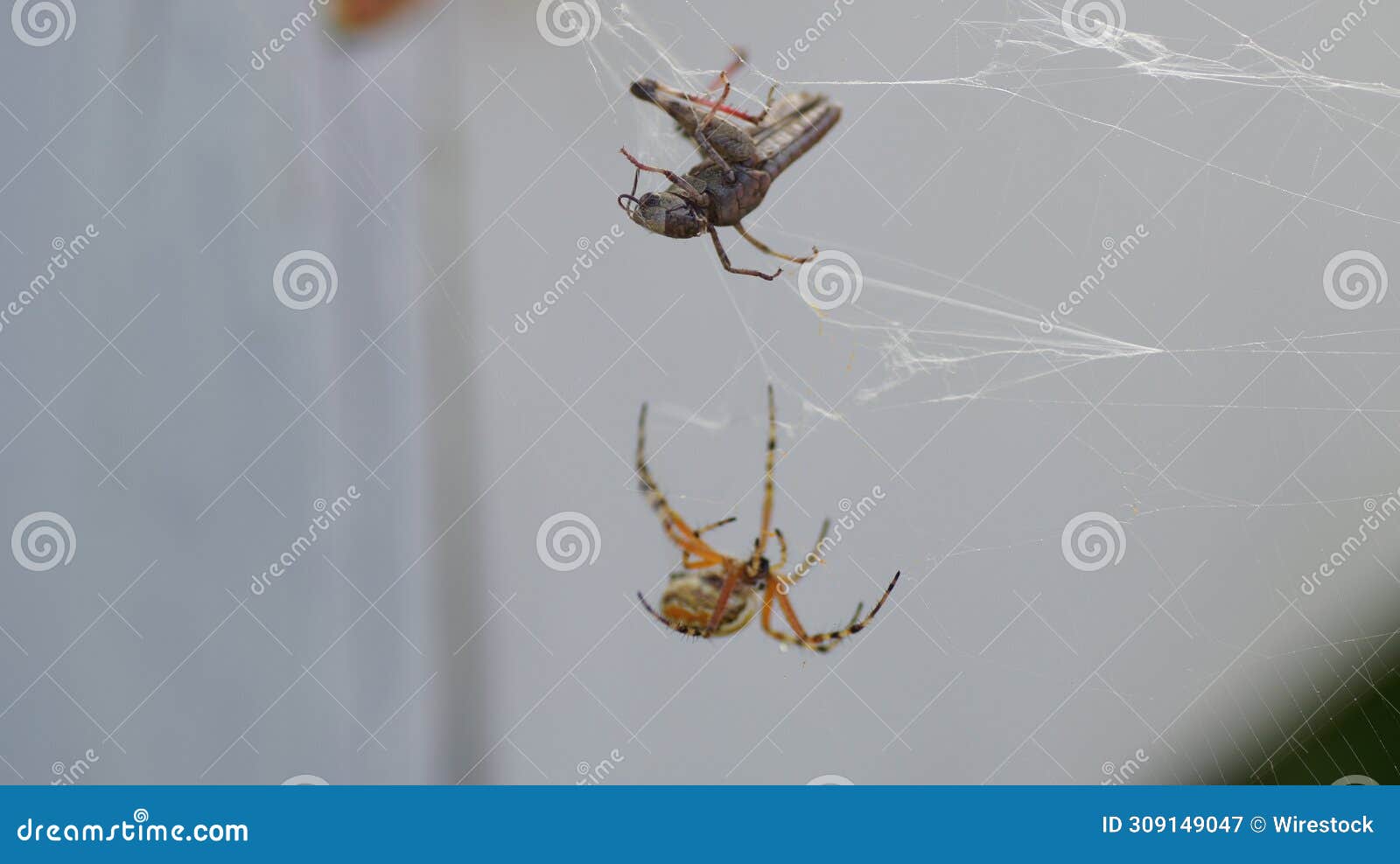 Spider Capturing Prey in Its Web Stock Image - Image of macro, natural ...