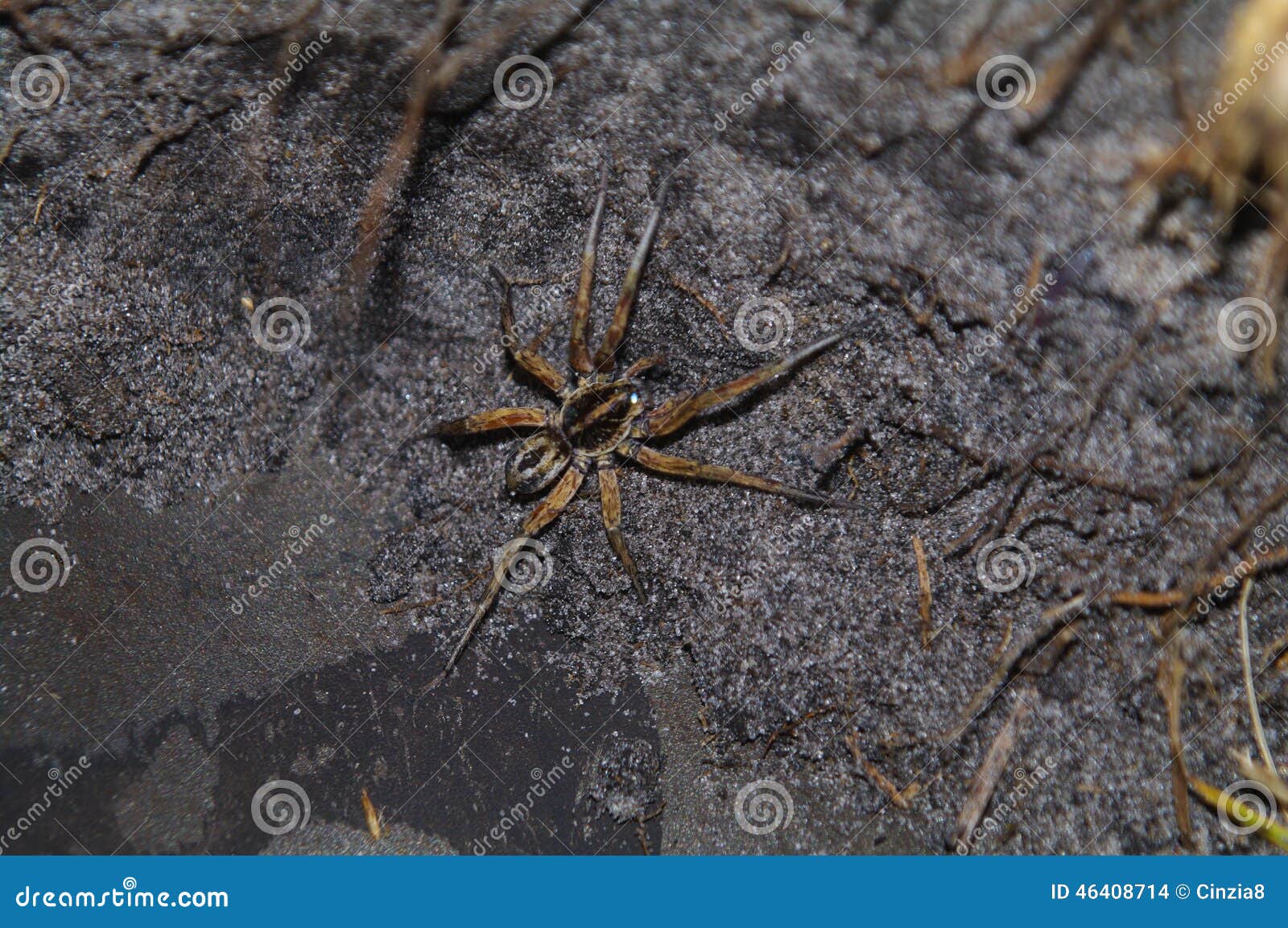Spider stock photo. Image of brown, spider, ground, florida - 46408714
