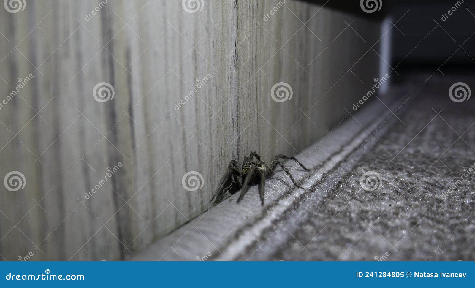 A Spider on the Carpet in the House Stock Image - Image of legs ...