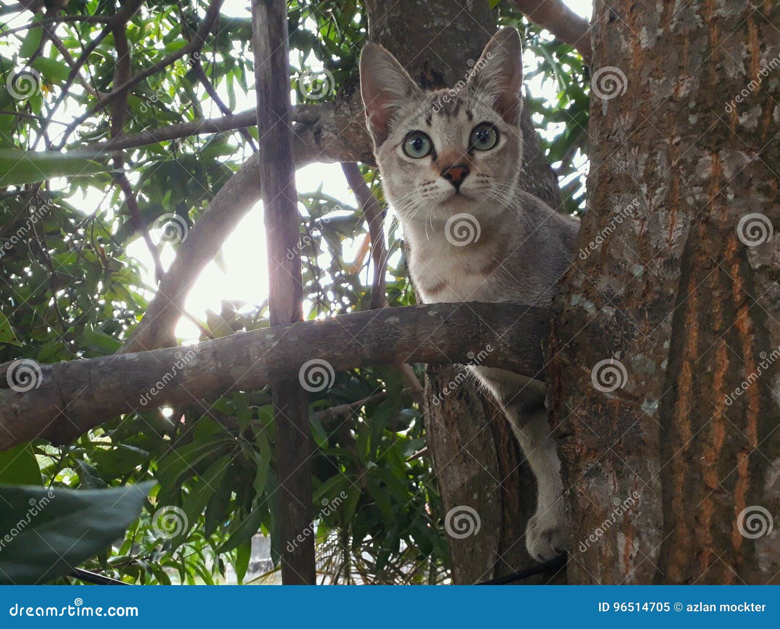 Spider cat stock image. Image of spider, animal, coolest - 96514705