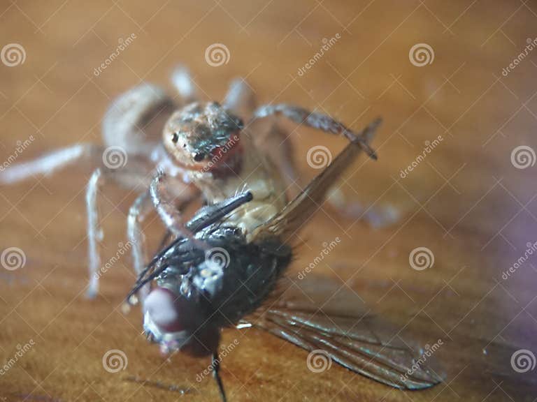 Spider catch the fly stock photo. Image of insect, flymacr - 239077992