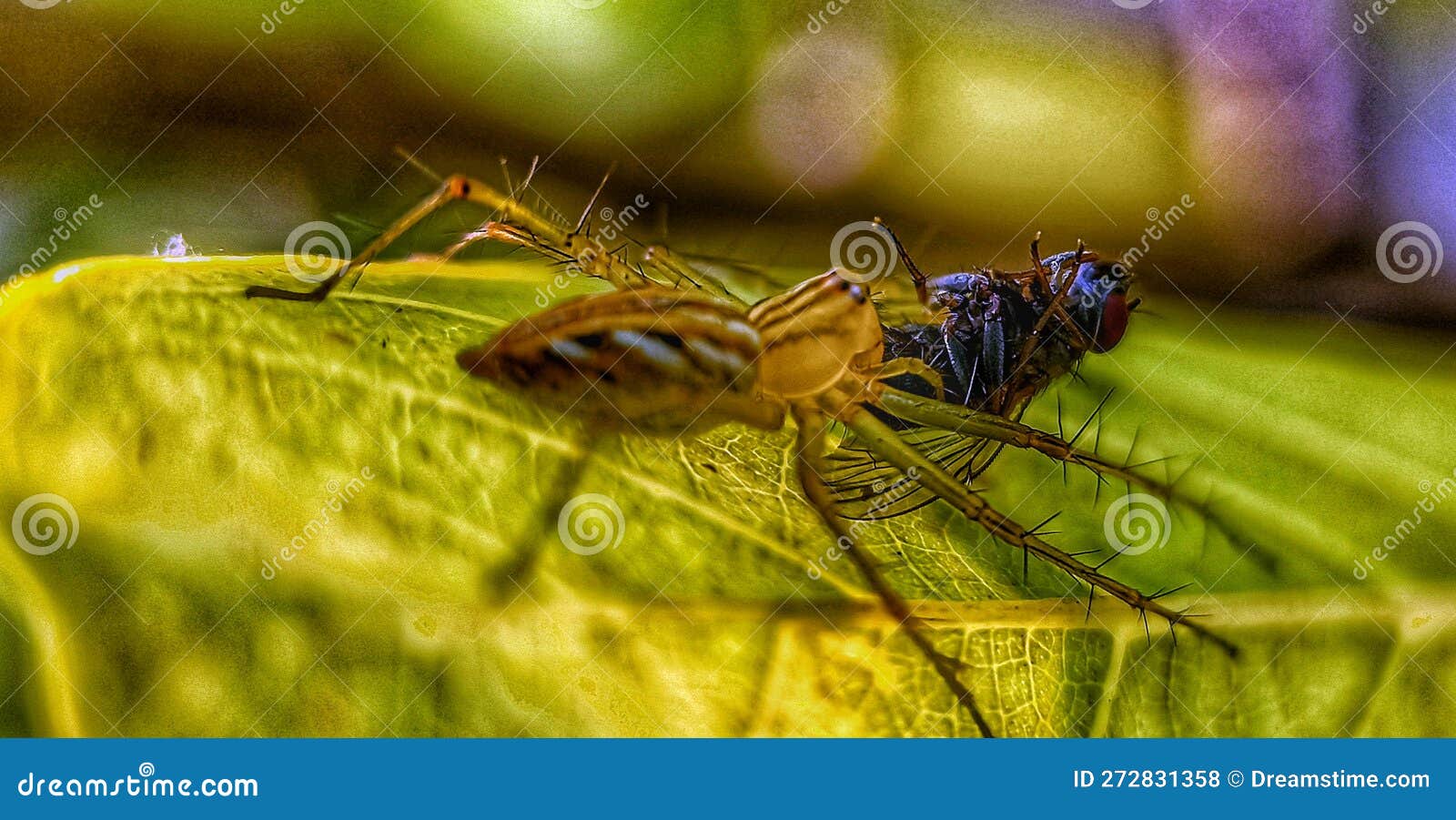 A spider catch a fly stock photo. Image of flower, spider - 272831358