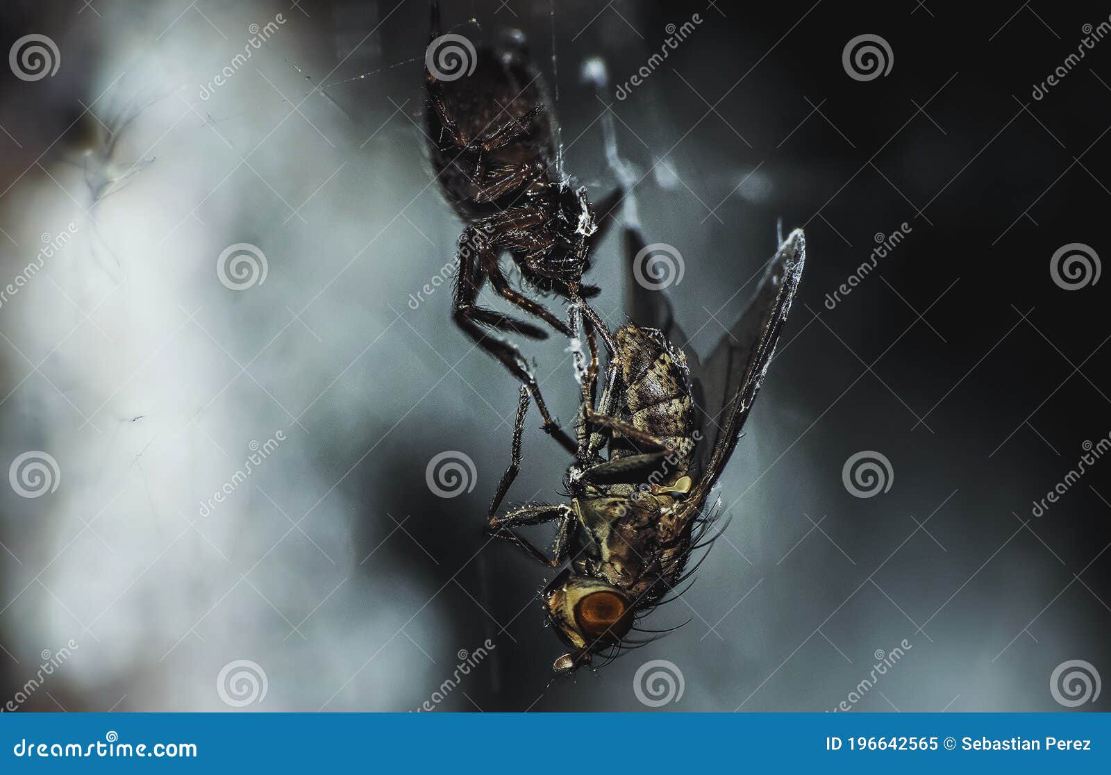Spider Catch a Fly in Her Spider Web Stock Image - Image of predator ...