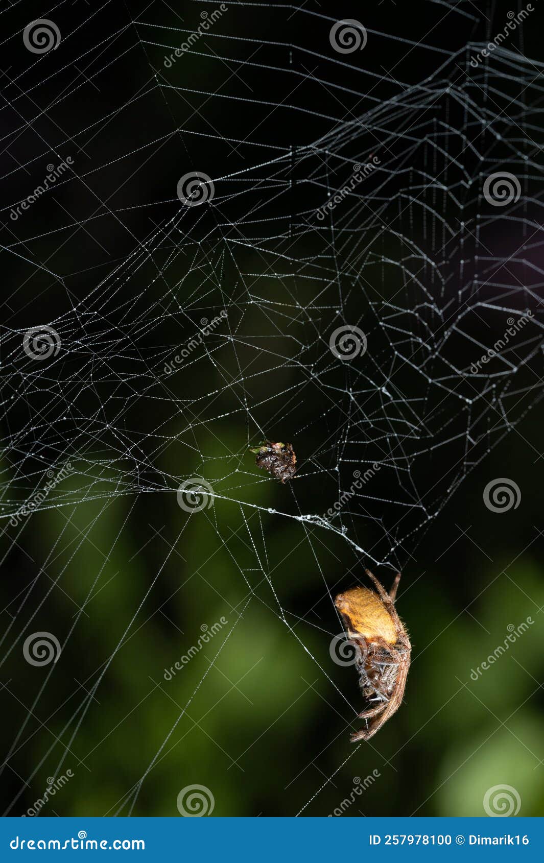 Spider Catch Fly in His Net Stock Photo - Image of macro, creepy: 257978100