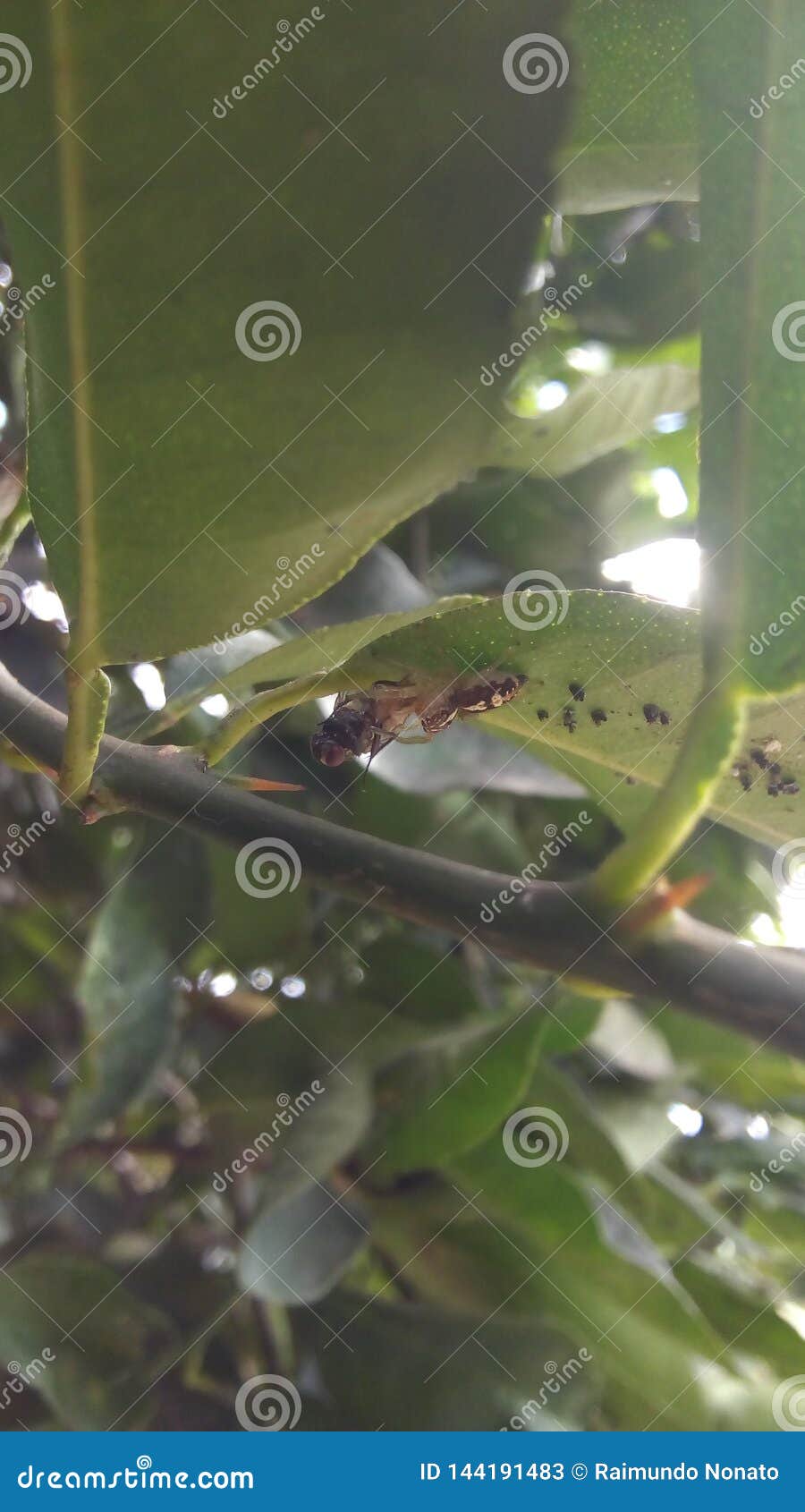 Spider catch fly stock image. Image of spider, wild - 144191483