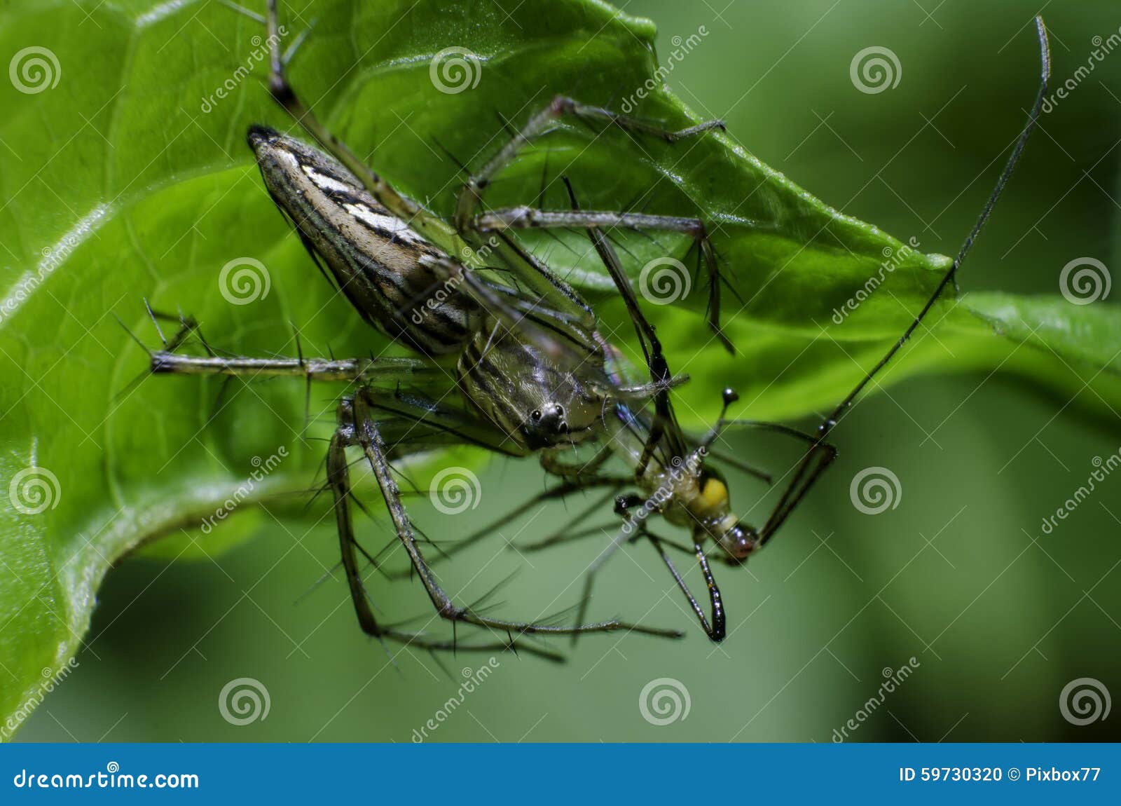 Spider catch insect stock photo. Image of dangerous, natural - 59730320