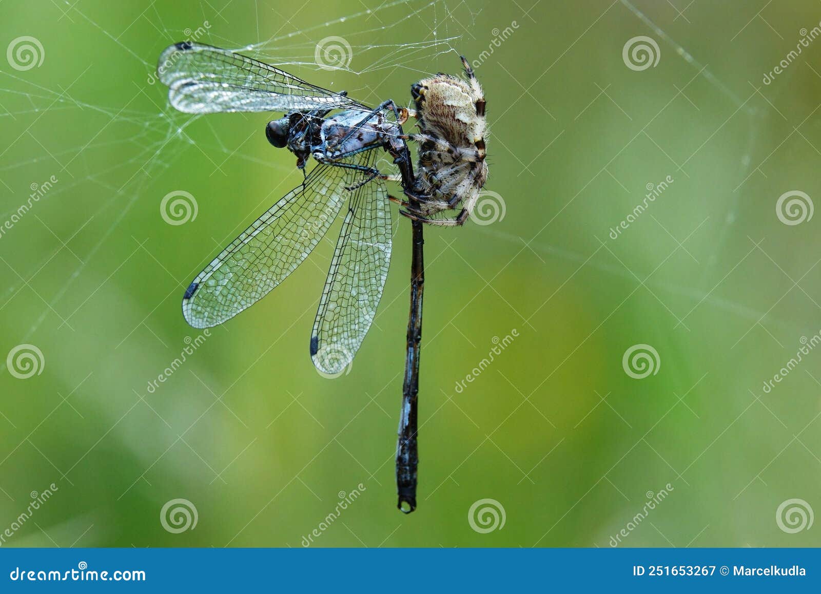 Spider with catch stock image. Image of araneus, caught - 251653267
