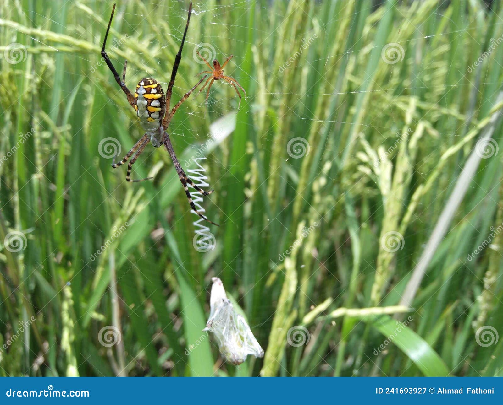A spider catch the prey stock image. Image of plant - 241693927