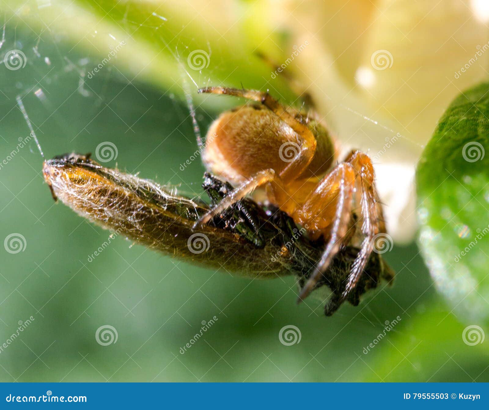 Spider catch a victim stock image. Image of close, hunter - 79555503