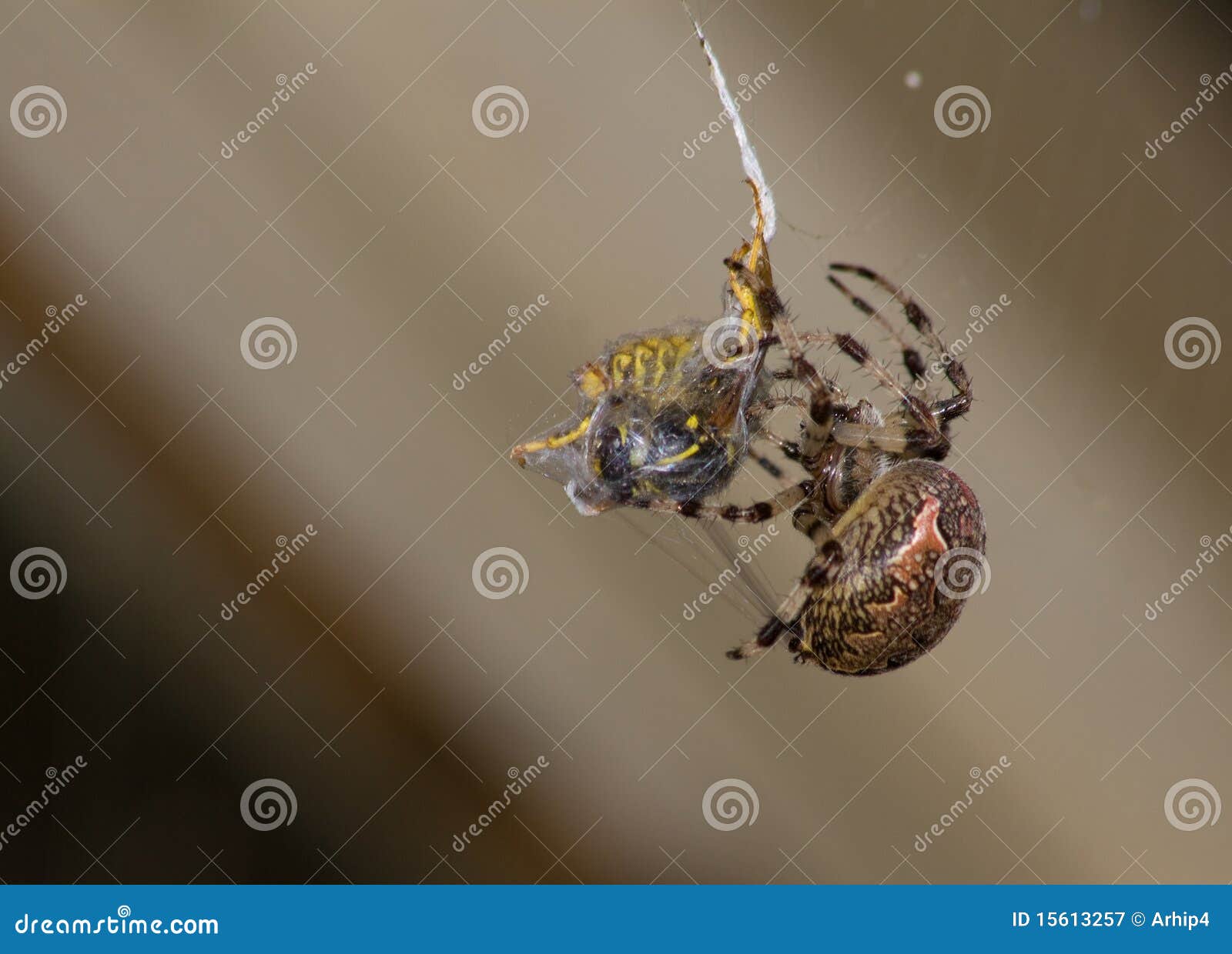 Spider catch wasp stock image. Image of danger, hunting - 15613257