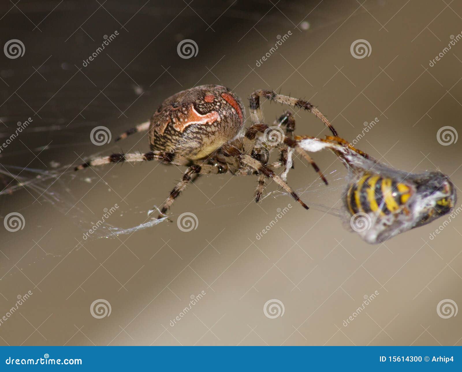 Spider catch wasp stock photo. Image of prey, color, hunting - 15614300