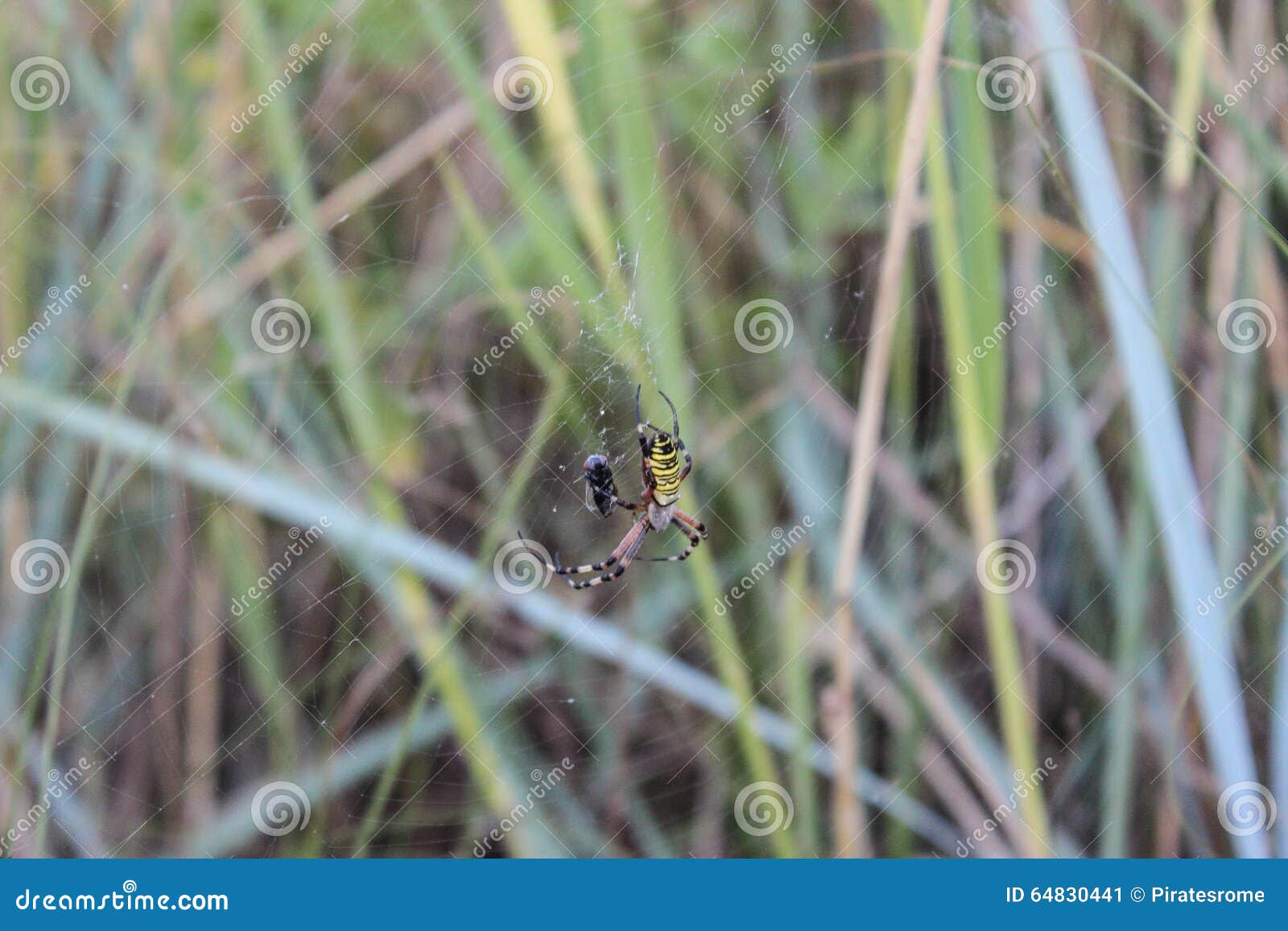 Spider Catched the Fly into His Web Stock Image - Image of victim ...
