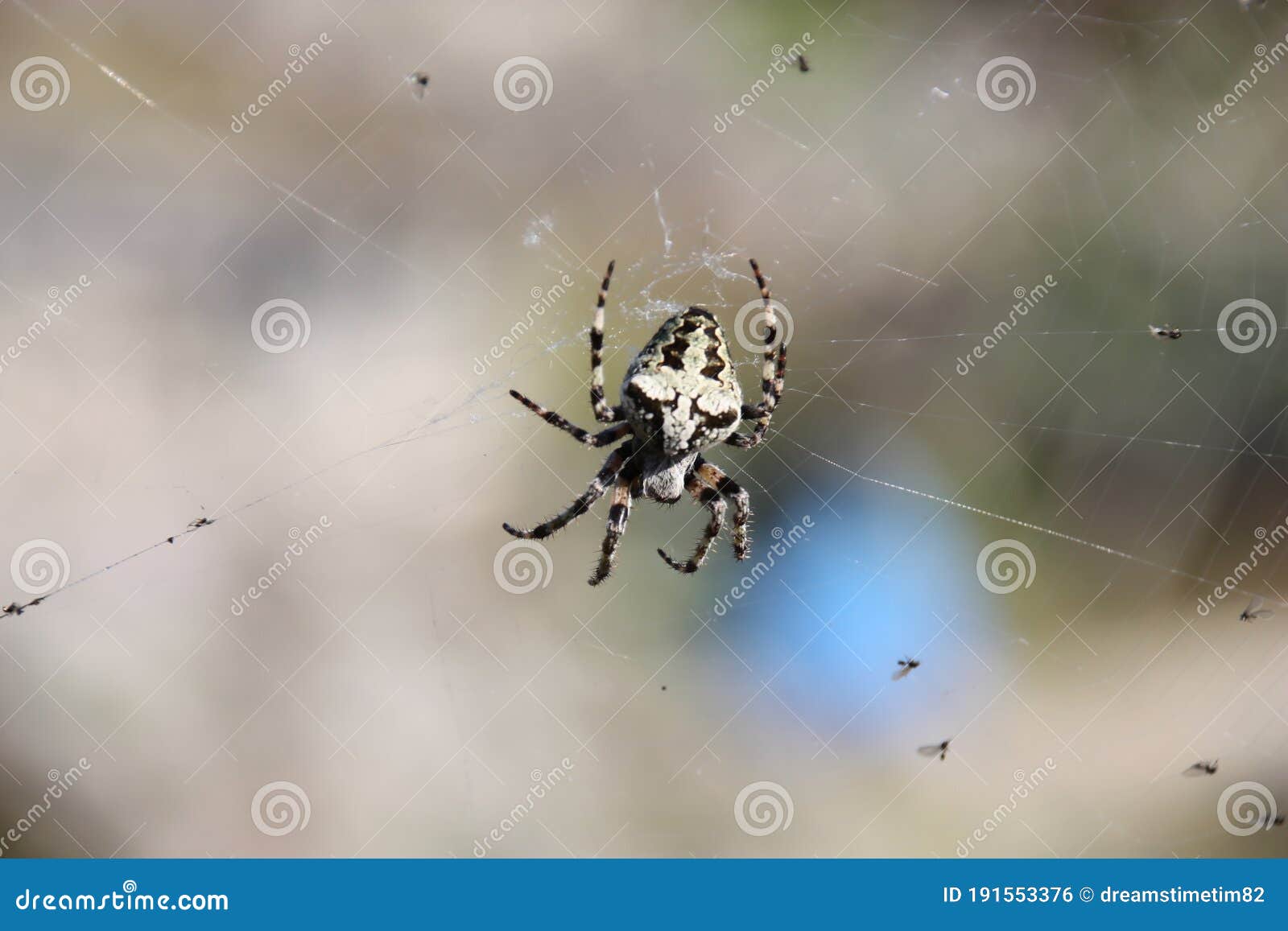Spider Catches Flies with Her Net Stock Photo - Image of animal ...