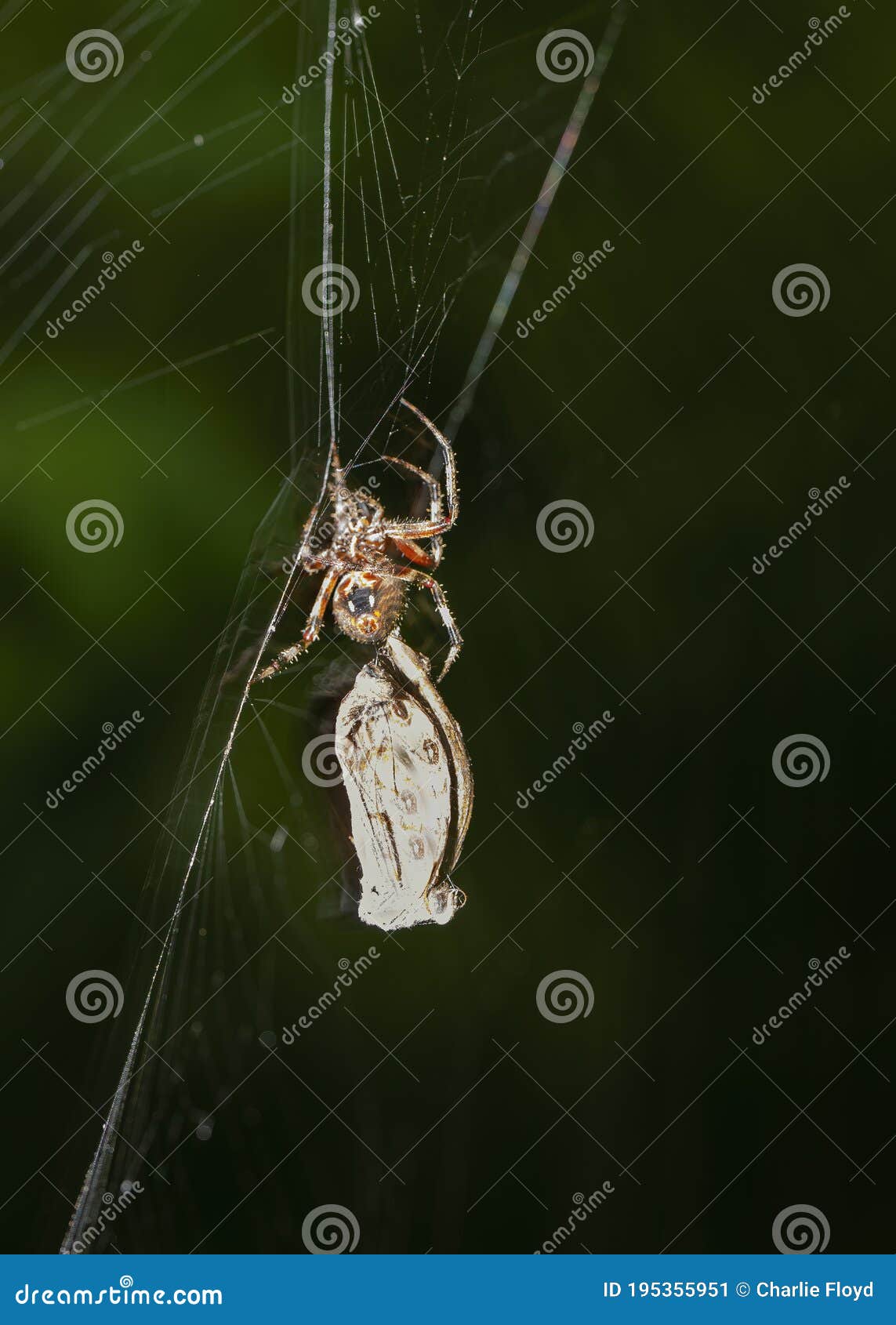 Spider Catches a Moth stock image. Image of fragile - 195355951