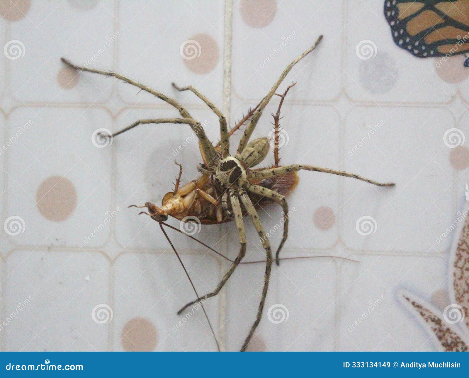 Spider Catching Cockroach on Home Bathroom Wall Stock Image - Image of ...