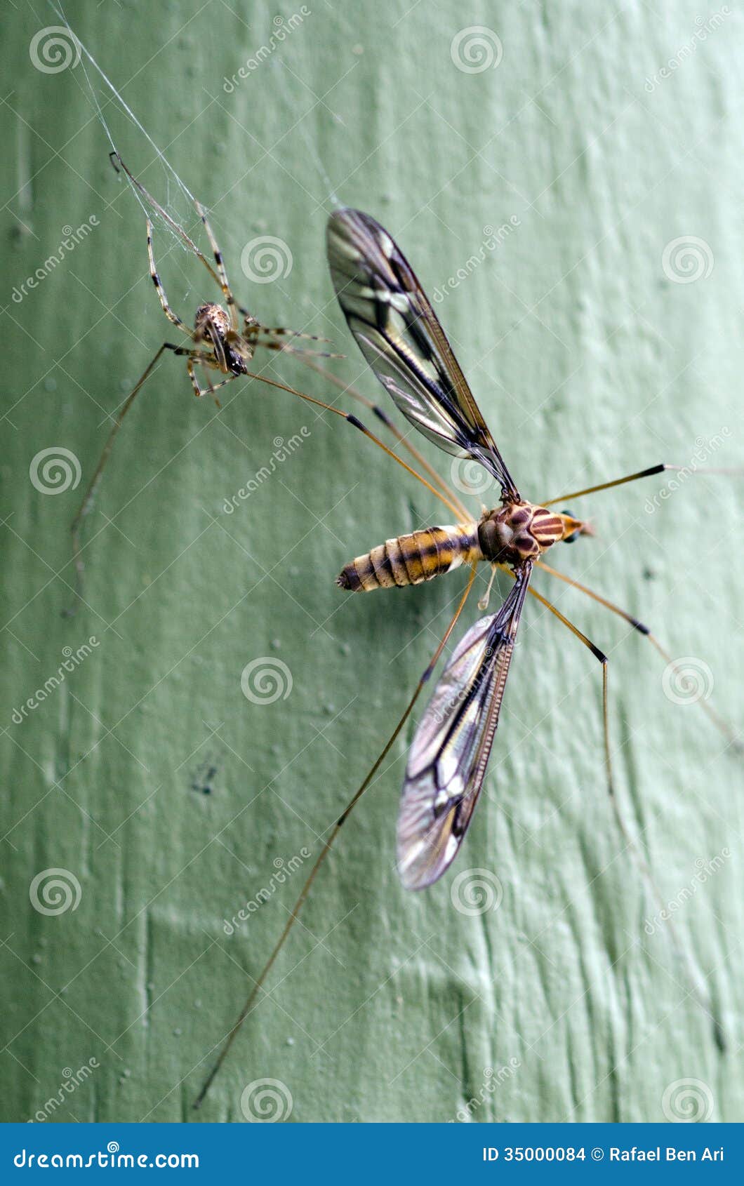 Spider Catching a Fly in His Cobweb Stock Photo - Image of pray, insect ...