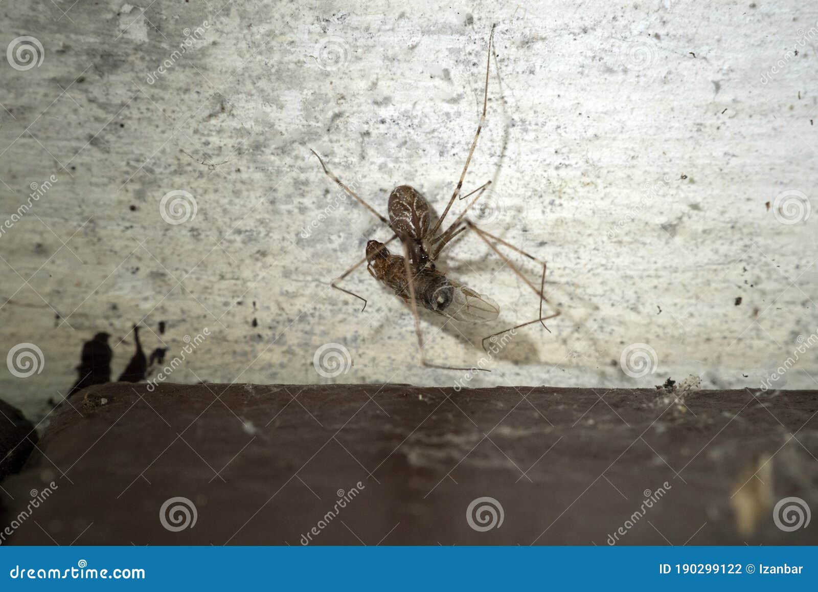 Spider catching a fly stock photo. Image of green, macro - 190299122