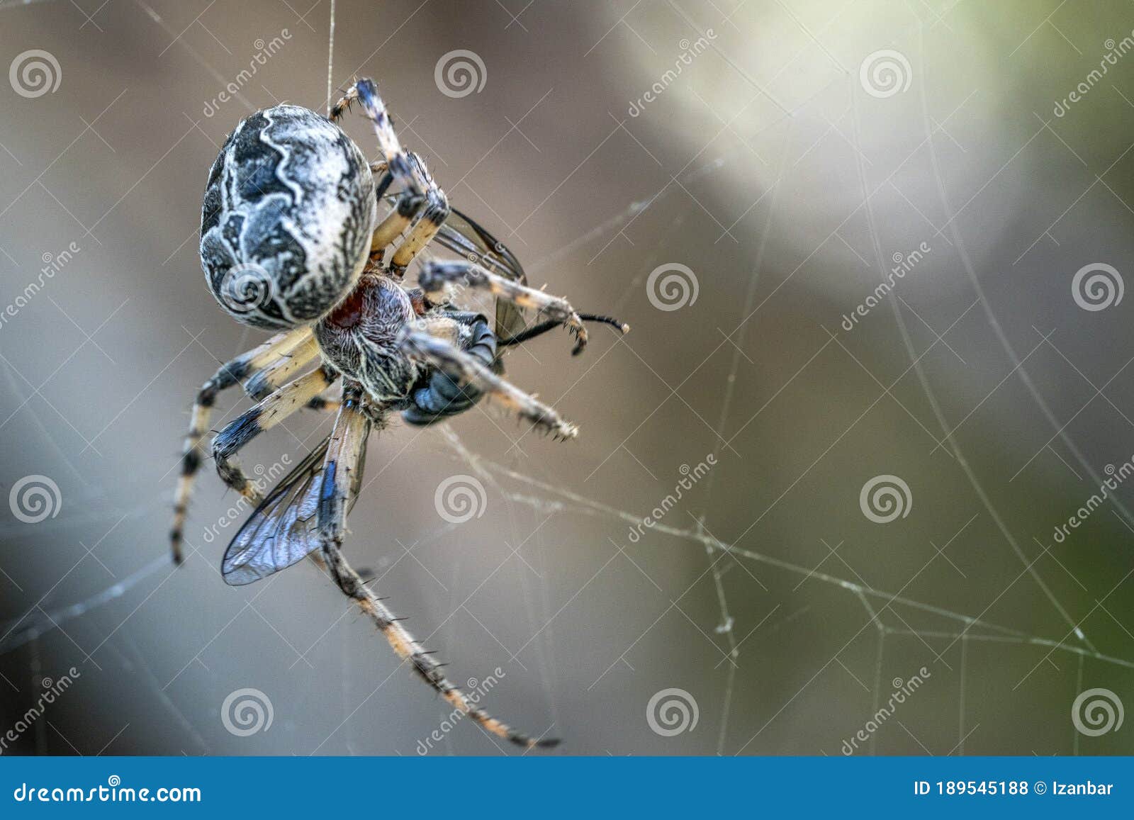 Spider catching a fly stock photo. Image of nature, trap - 189545188