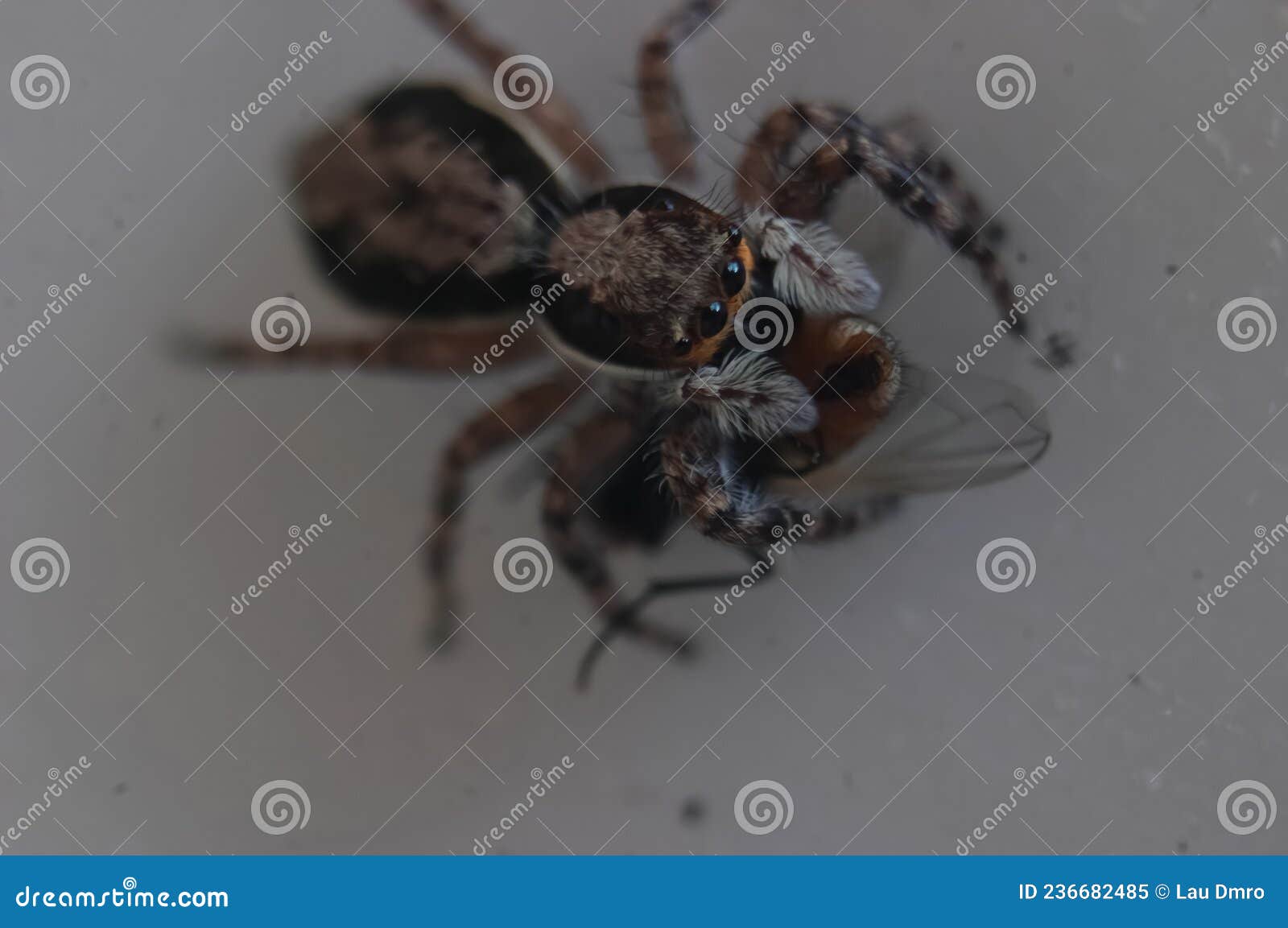 Spider catching fly stock image. Image of spider, brazil - 236682485