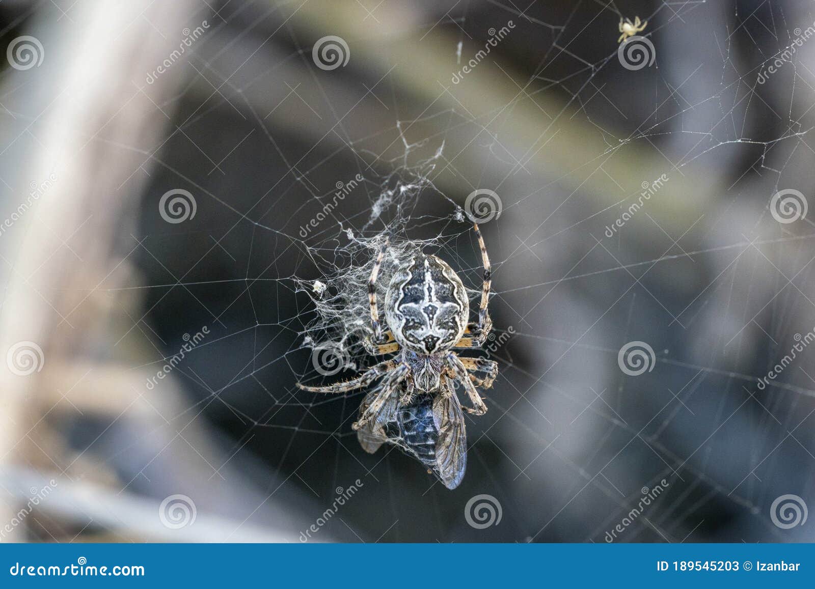 Spider catching a fly stock image. Image of wild, spider - 189545203