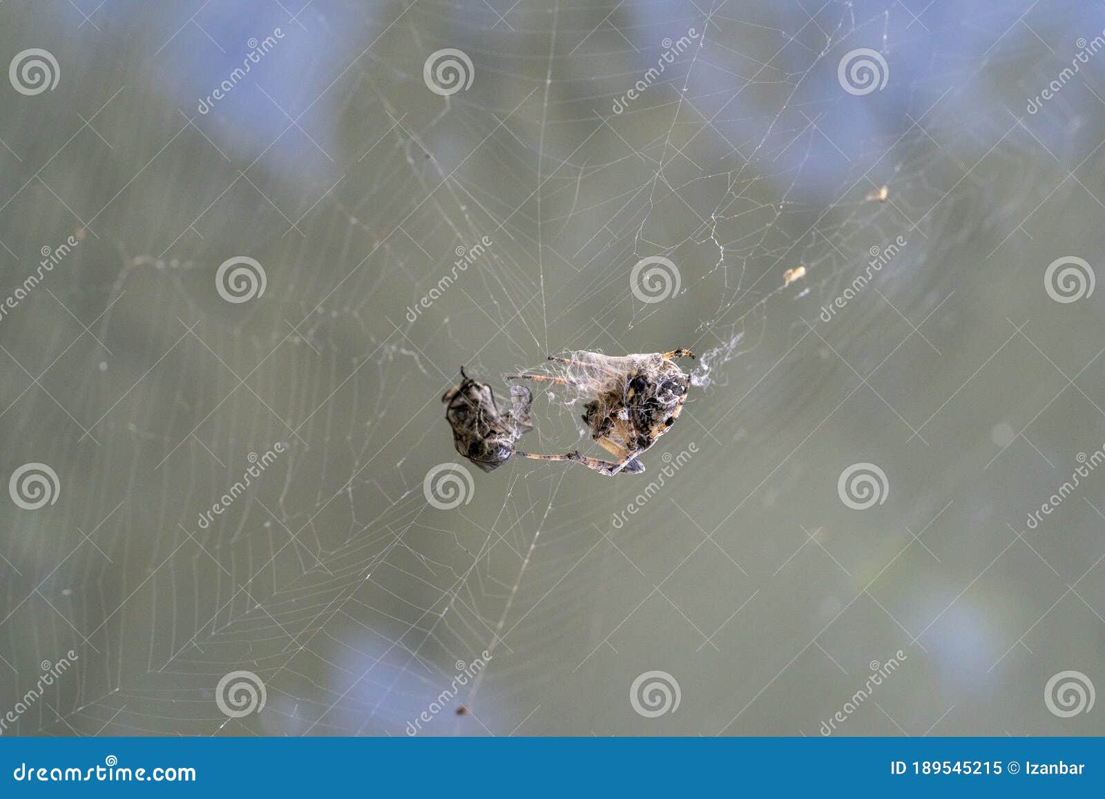 Spider catching a fly stock image. Image of insect, hairy - 189545215
