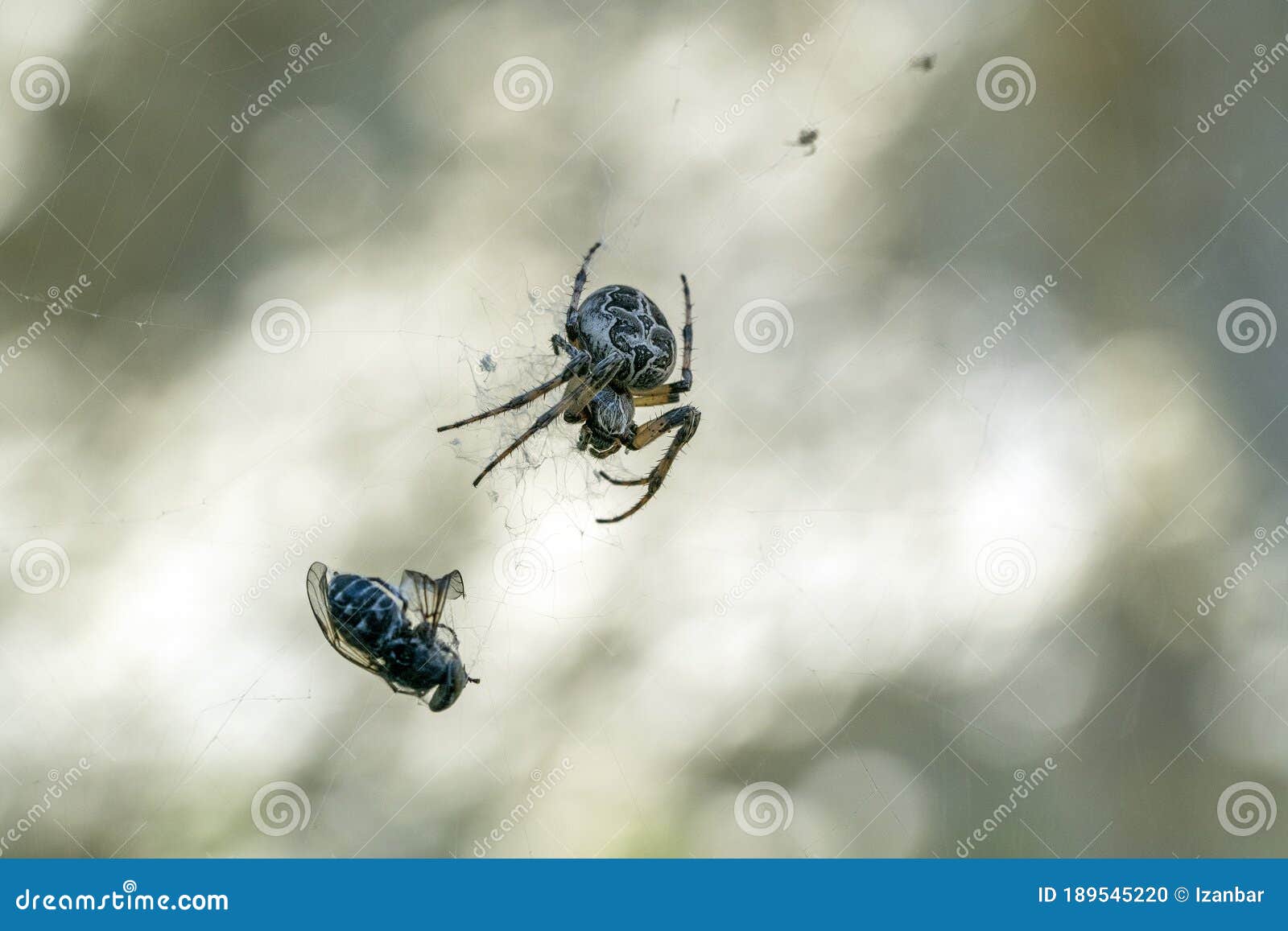 Spider catching a fly stock photo. Image of spiderweb - 189545220