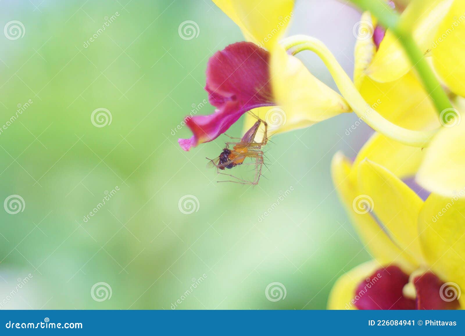 Spider Catching a Fly Under the Flowers As Nature Background Stock ...