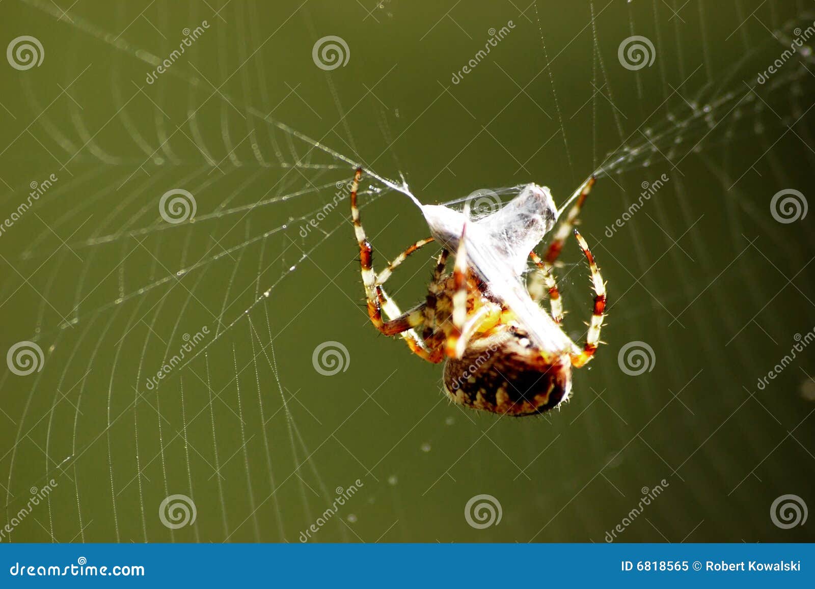 Spider catching fly in web stock image. Image of catch - 6818565