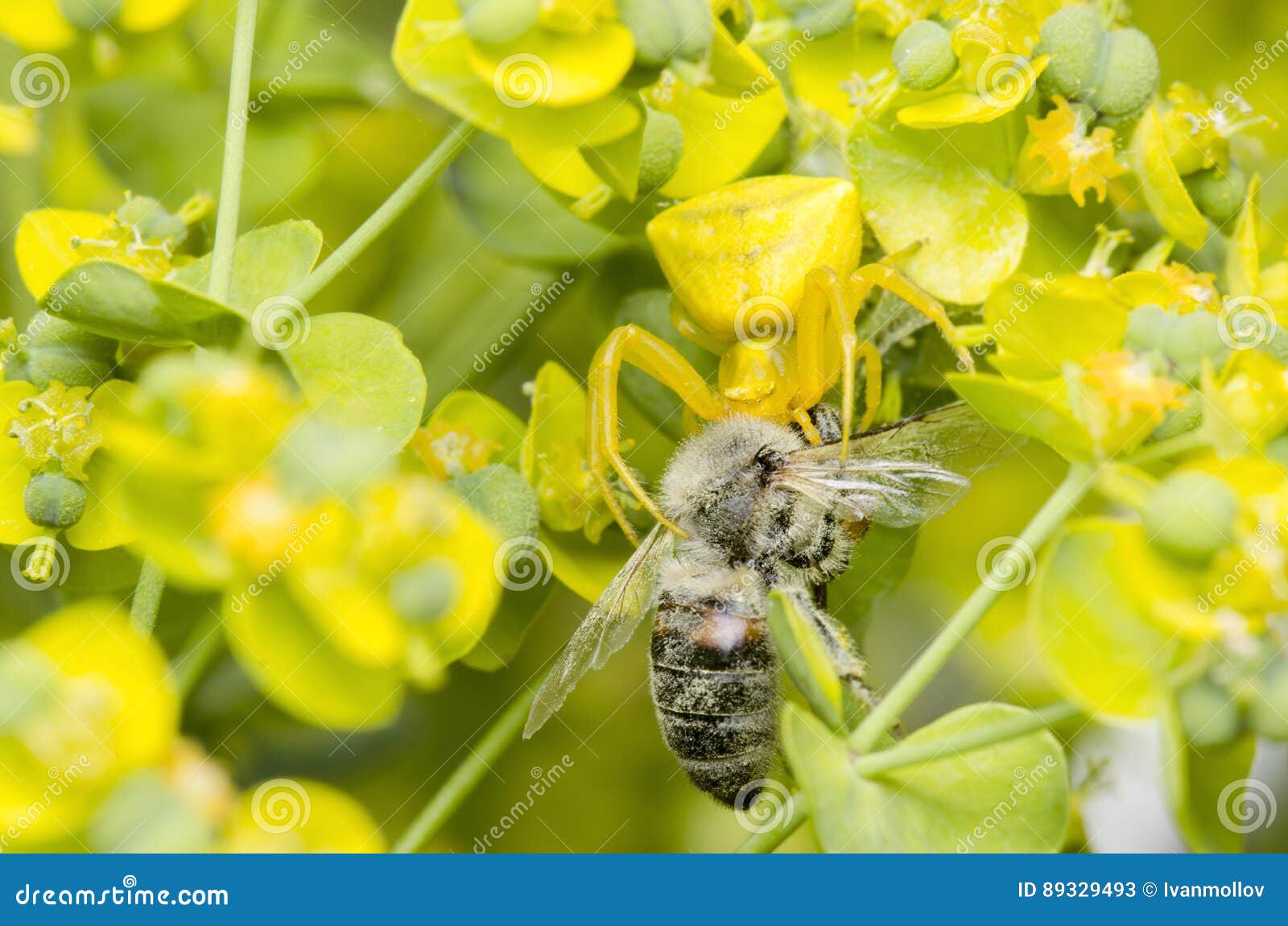 A Spider Catching A Stink Bug In His Web Stock Photography ...