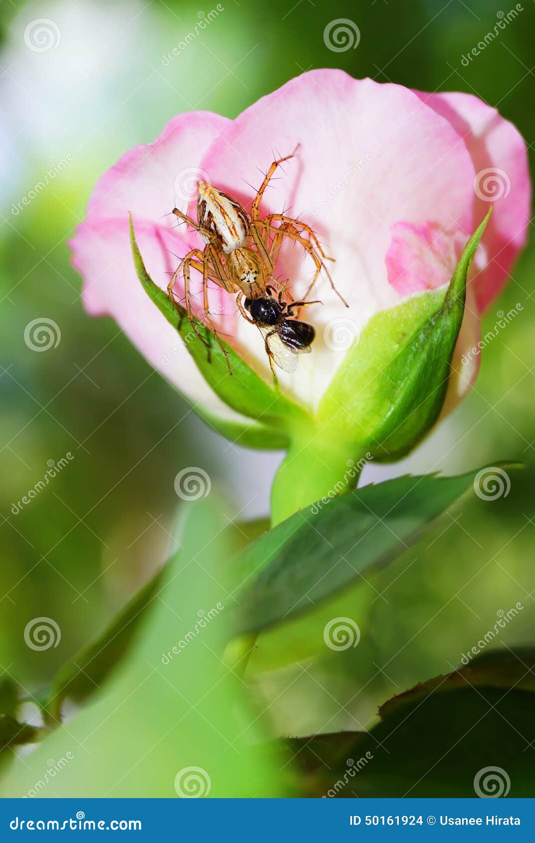 Spider Catching Insects on Pink Rose Stock Photo - Image of network ...