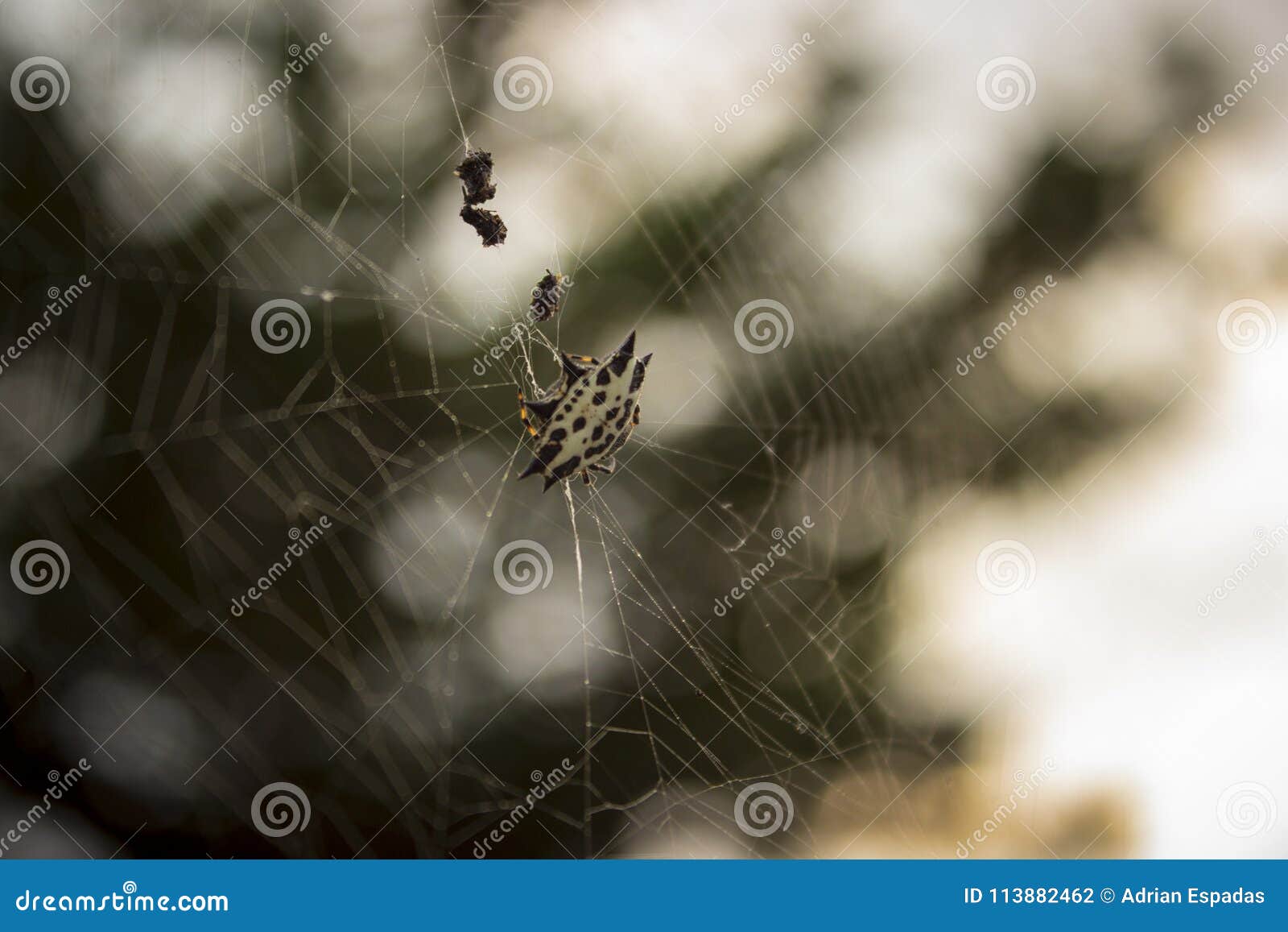 Spider Catching Insects in Spiderweb Stock Photo - Image of hunt ...
