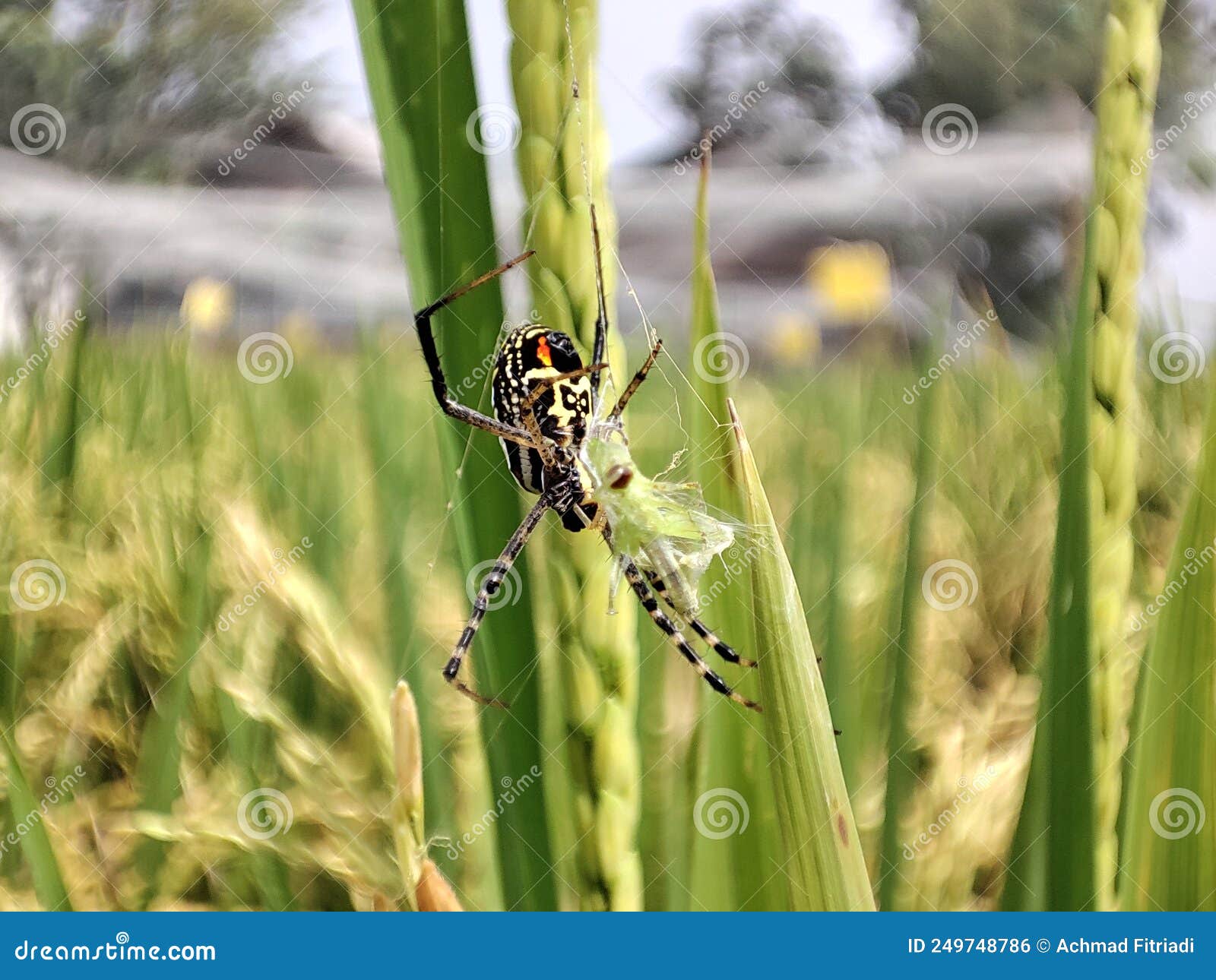 A Spider Catching A Stink Bug In His Web Stock Photography ...