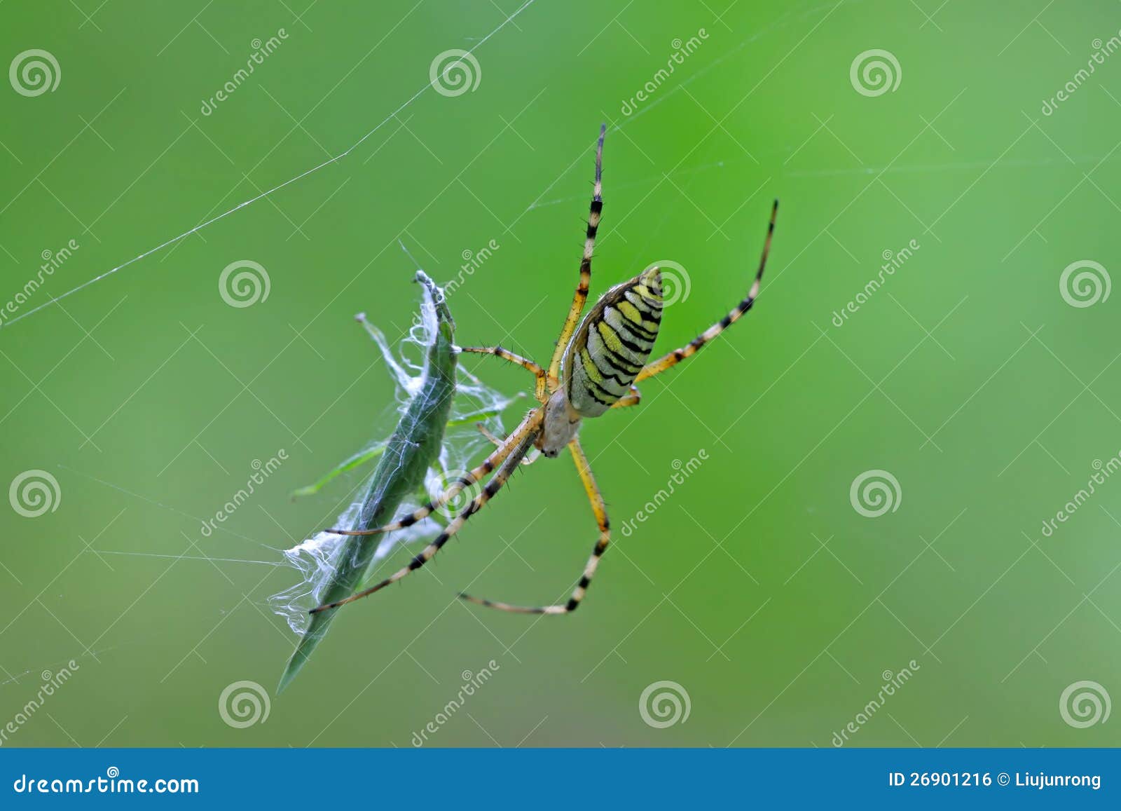 Spider catching the locust stock photo. Image of interesting - 26901216