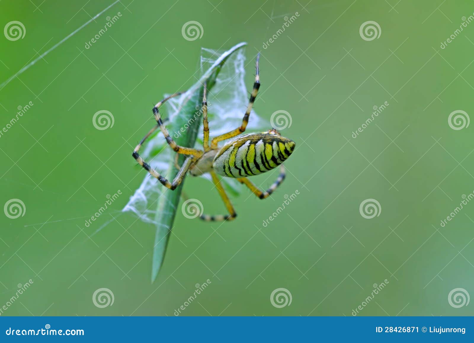 Spider catching the locust stock image. Image of wild - 28426871