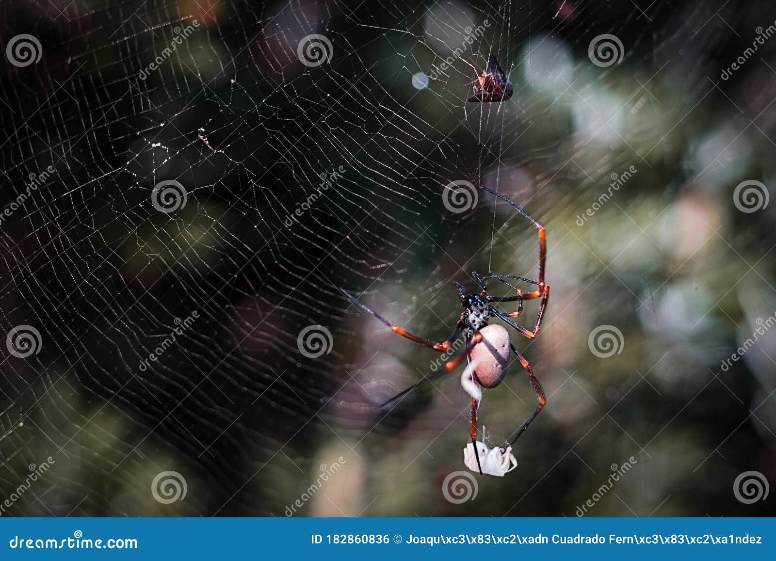Spider catching its prey stock photo. Image of arthropod - 182860836