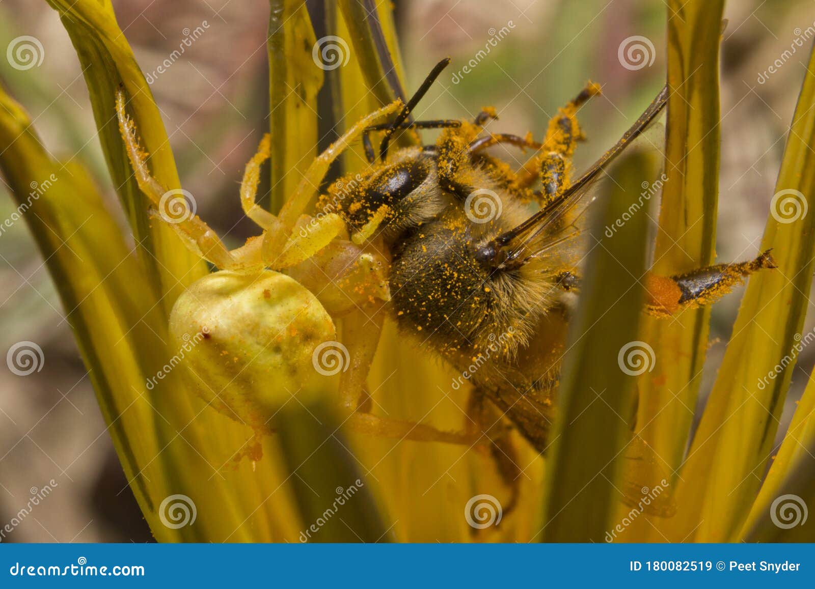 Spider caught a bee stock image. Image of pollen, insect - 180082519