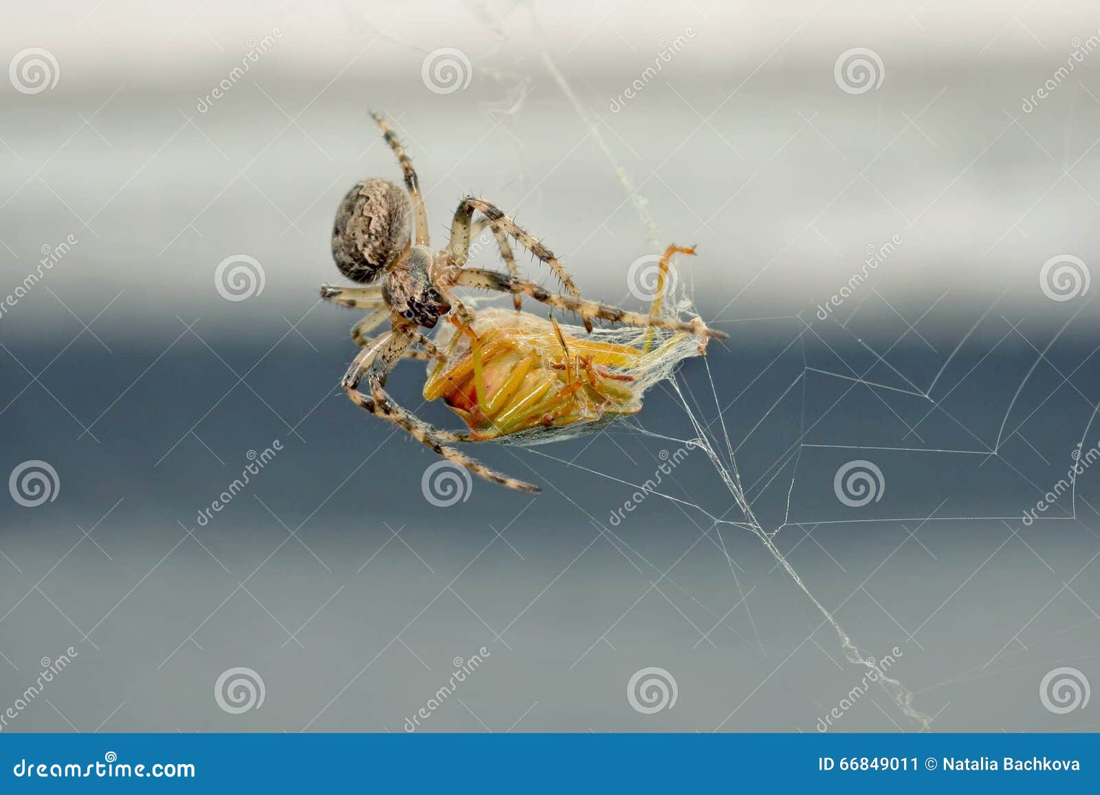 The Spider Caught a Bug in a Web Stock Image - Image of trapped, light ...