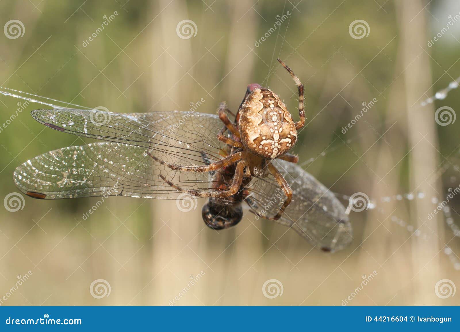 Spider caught dragonflies stock photo. Image of meal - 44216604