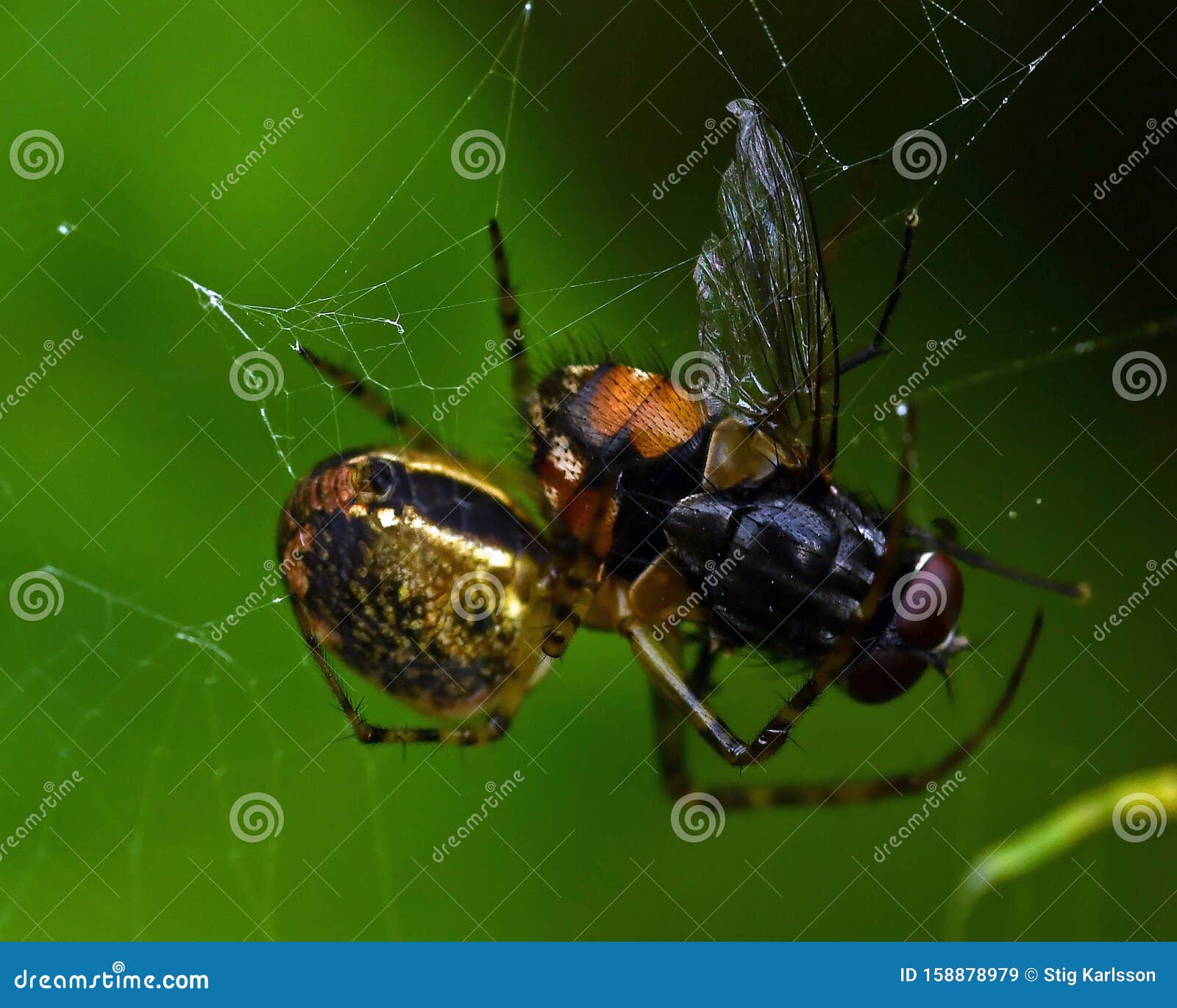 A Spider that Caught a Fly in Close-up Stock Image - Image of hairy ...