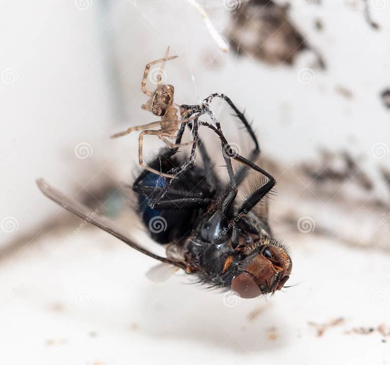 The Spider Caught a Fly in the Web. Stock Image - Image of fear, insect ...