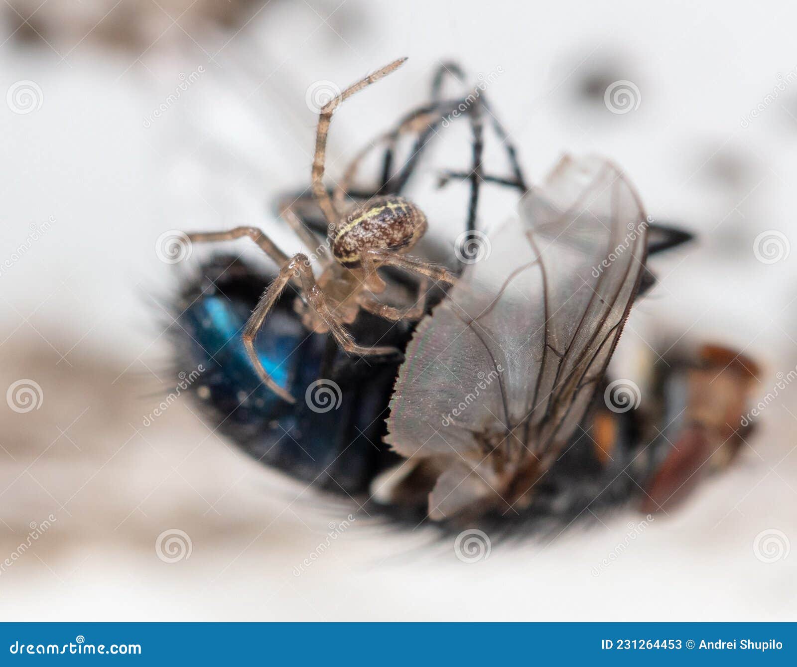 The Spider Caught a Fly in the Web. Stock Image - Image of blue, hairy ...