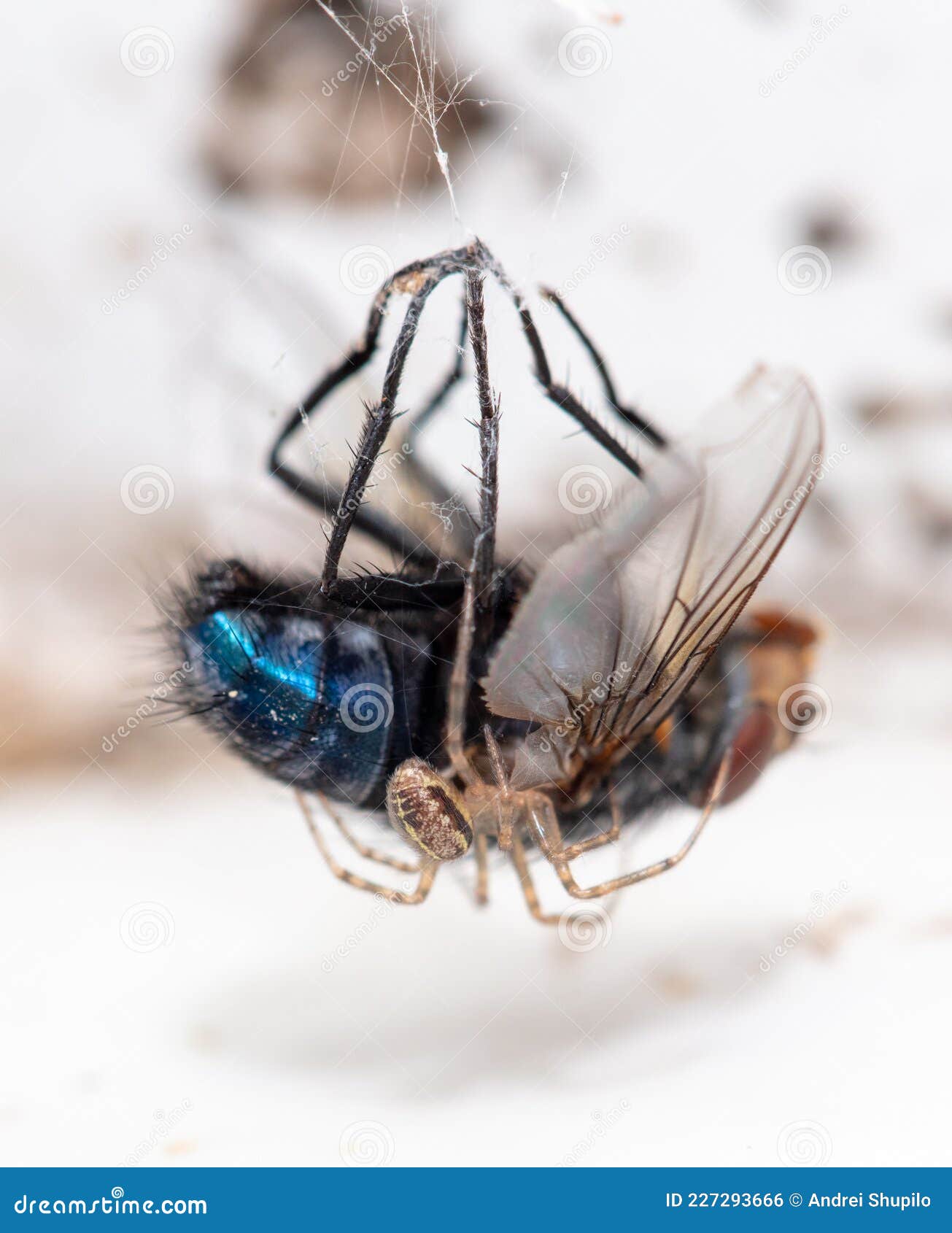 The Spider Caught a Fly in the Web. Stock Photo - Image of leaf, white ...