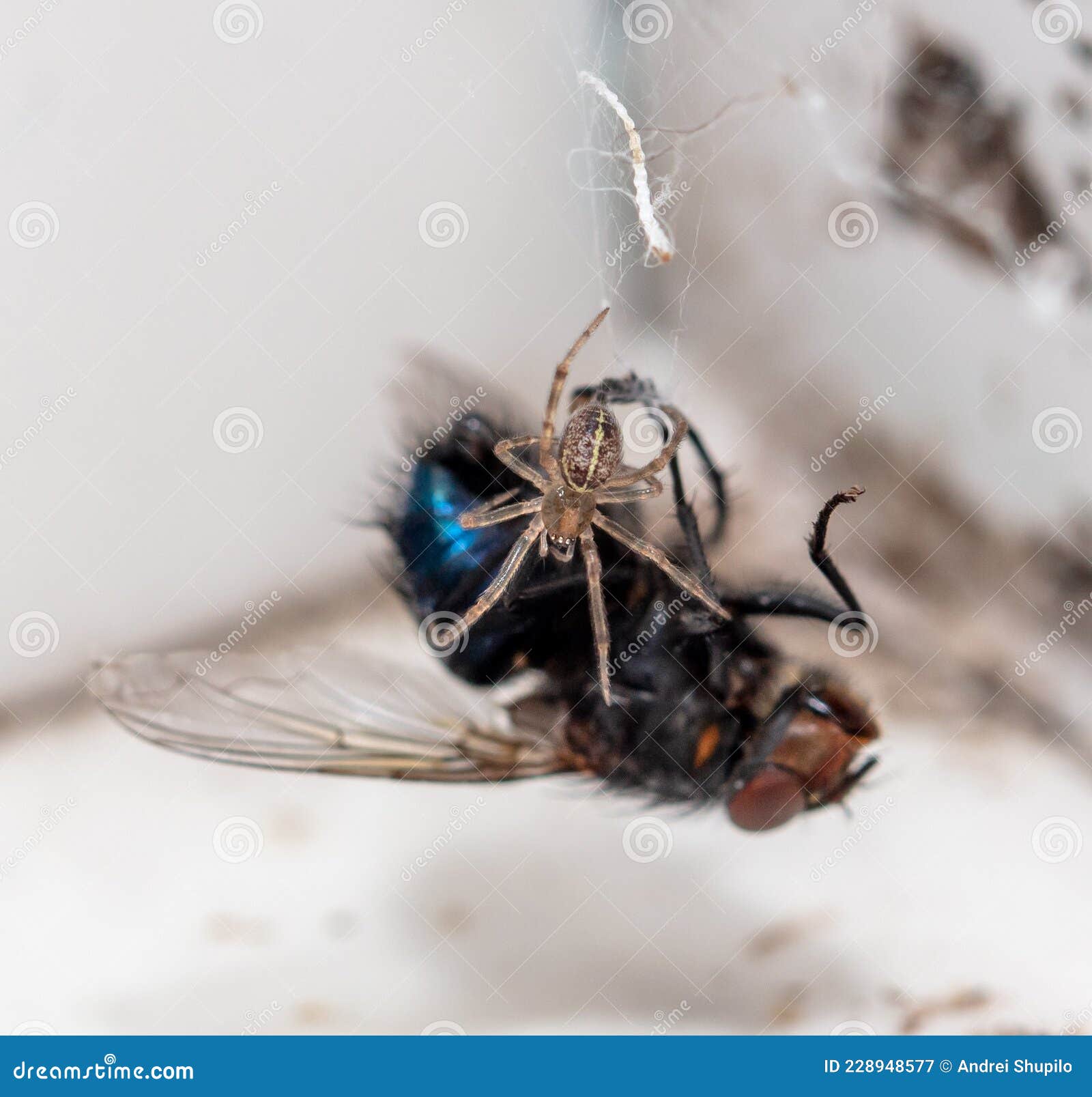 The Spider Caught a Fly in the Web. Stock Image - Image of macro ...