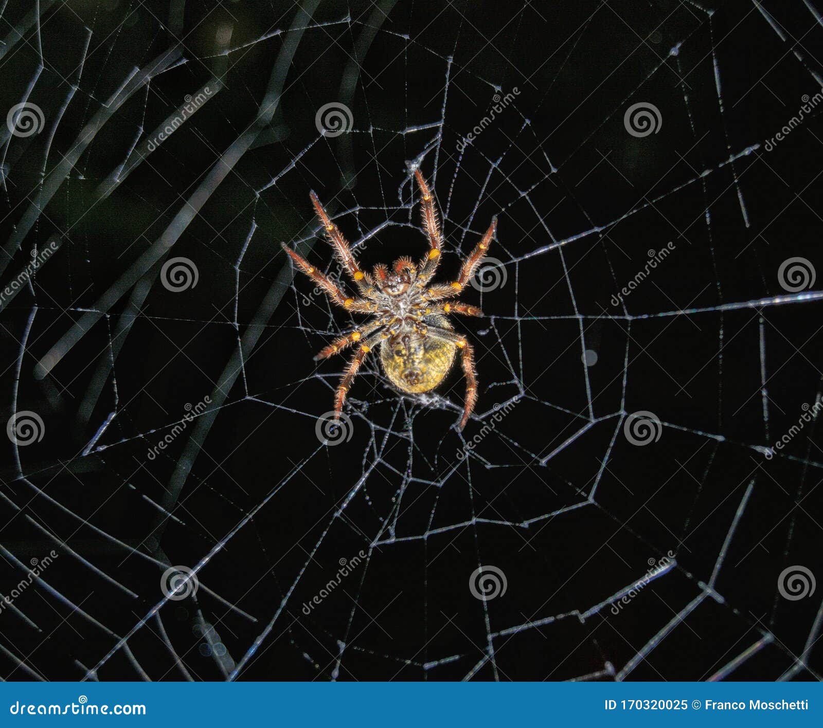 A Spider Caught in Full Labor. Stock Image - Image of texture ...