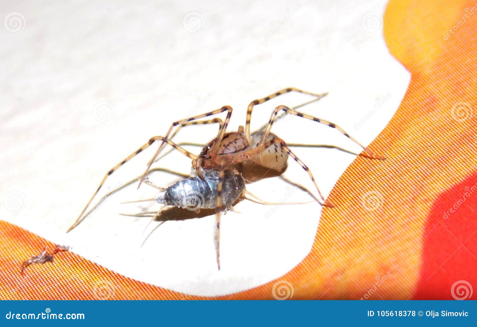 The spider caught a prey stock photo. Image of macro - 105618378